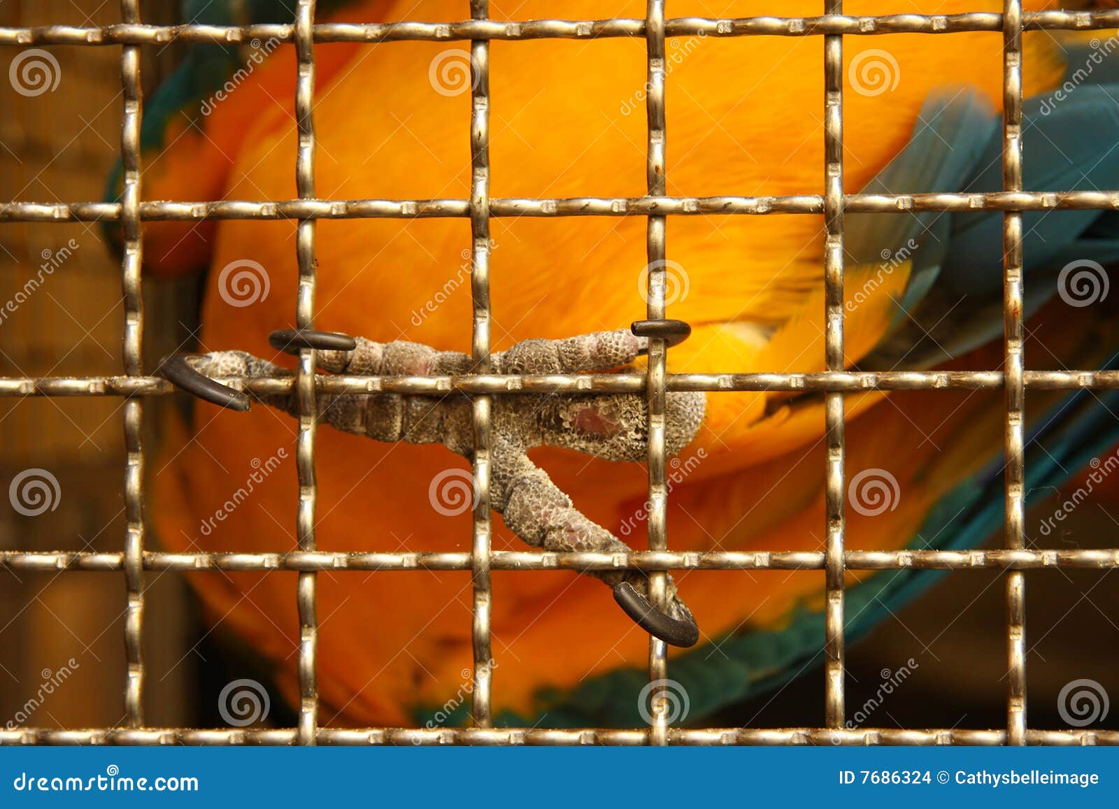 Parrot claw stock photo. Image of parrot, cage, colorful - 7686324