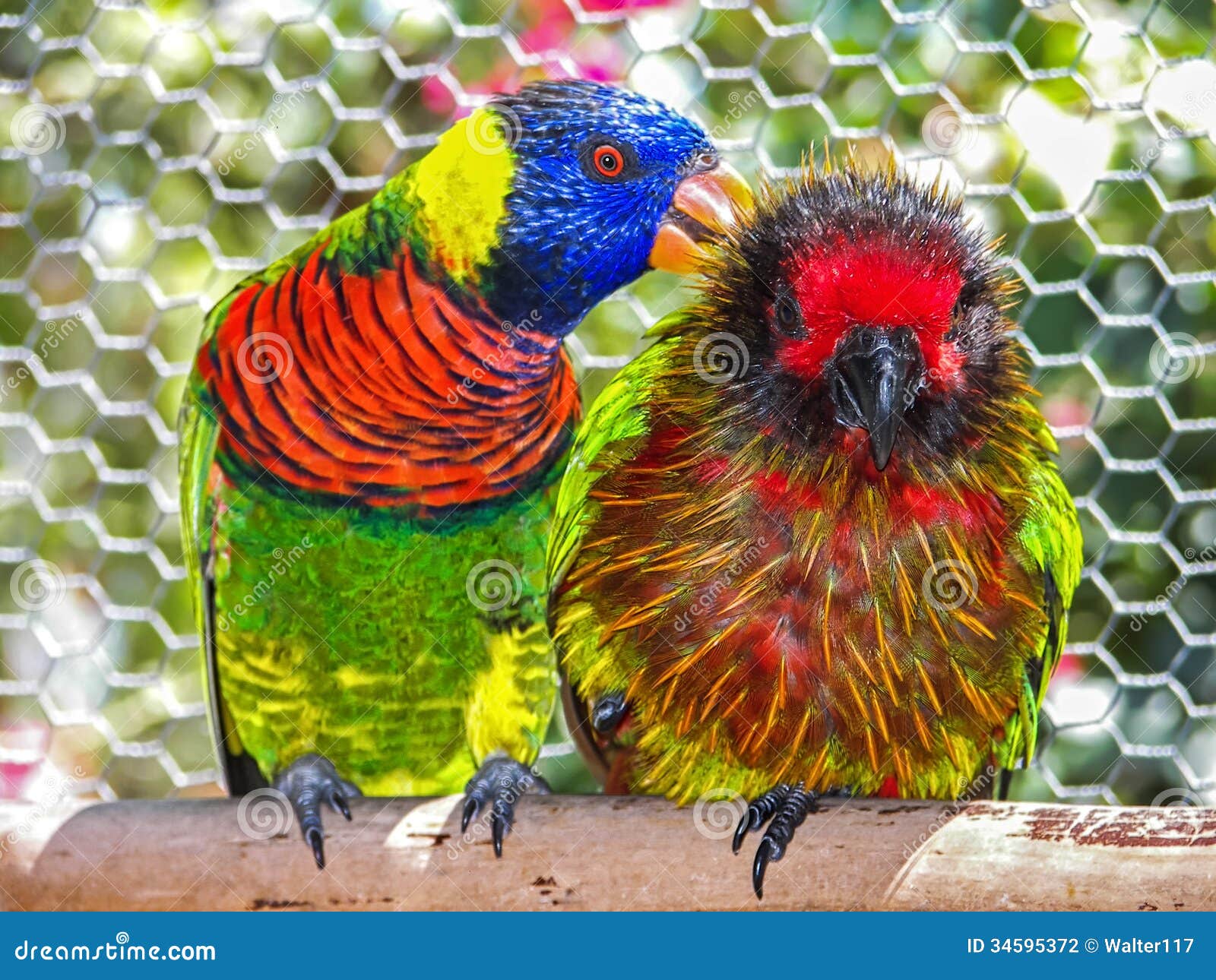 Parrot Cleaning Service stock photo. Image of animal - 34595372