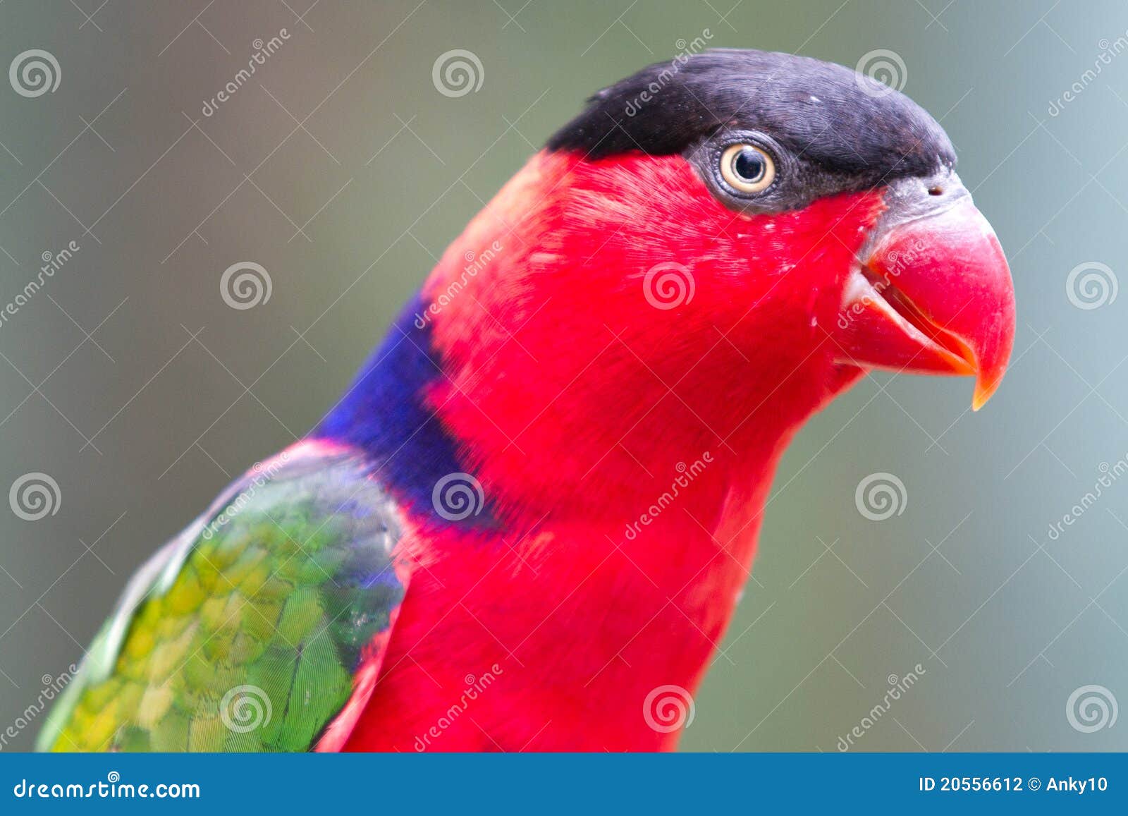 Parrot close-up stock photo. Image of natural, fauna - 20556612