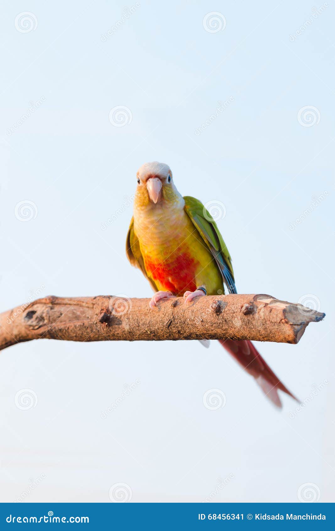 Parrot stock image. Image of amazon, color, blue, perch - 68456341