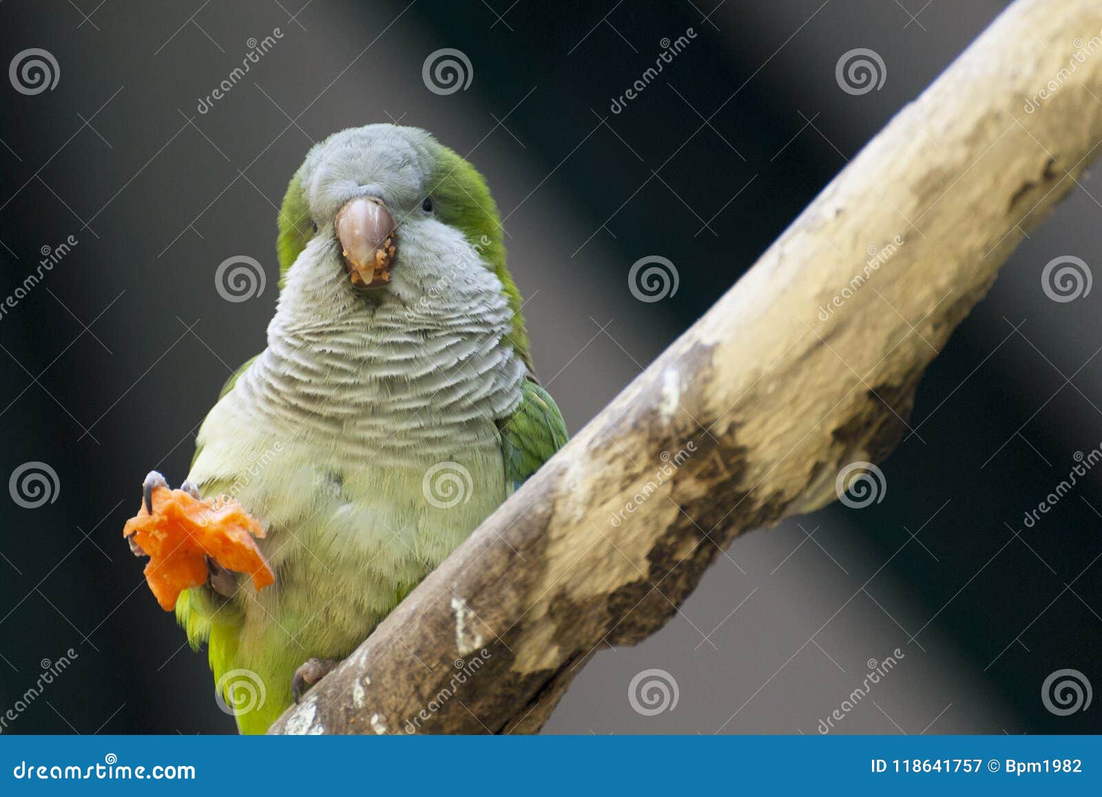 Parrot close - up stock image. Image of exotic, color - 118641757