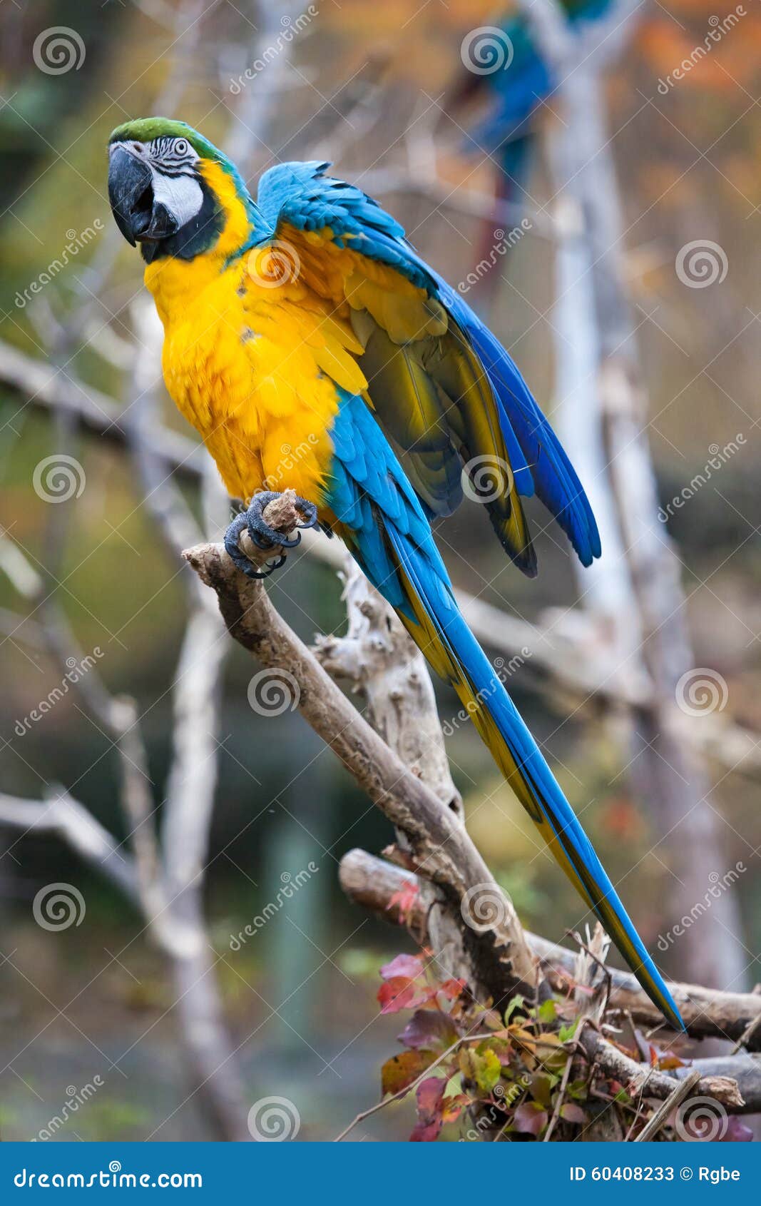 Parrot stock image. Image of wildlife, nature, parrot - 60408233