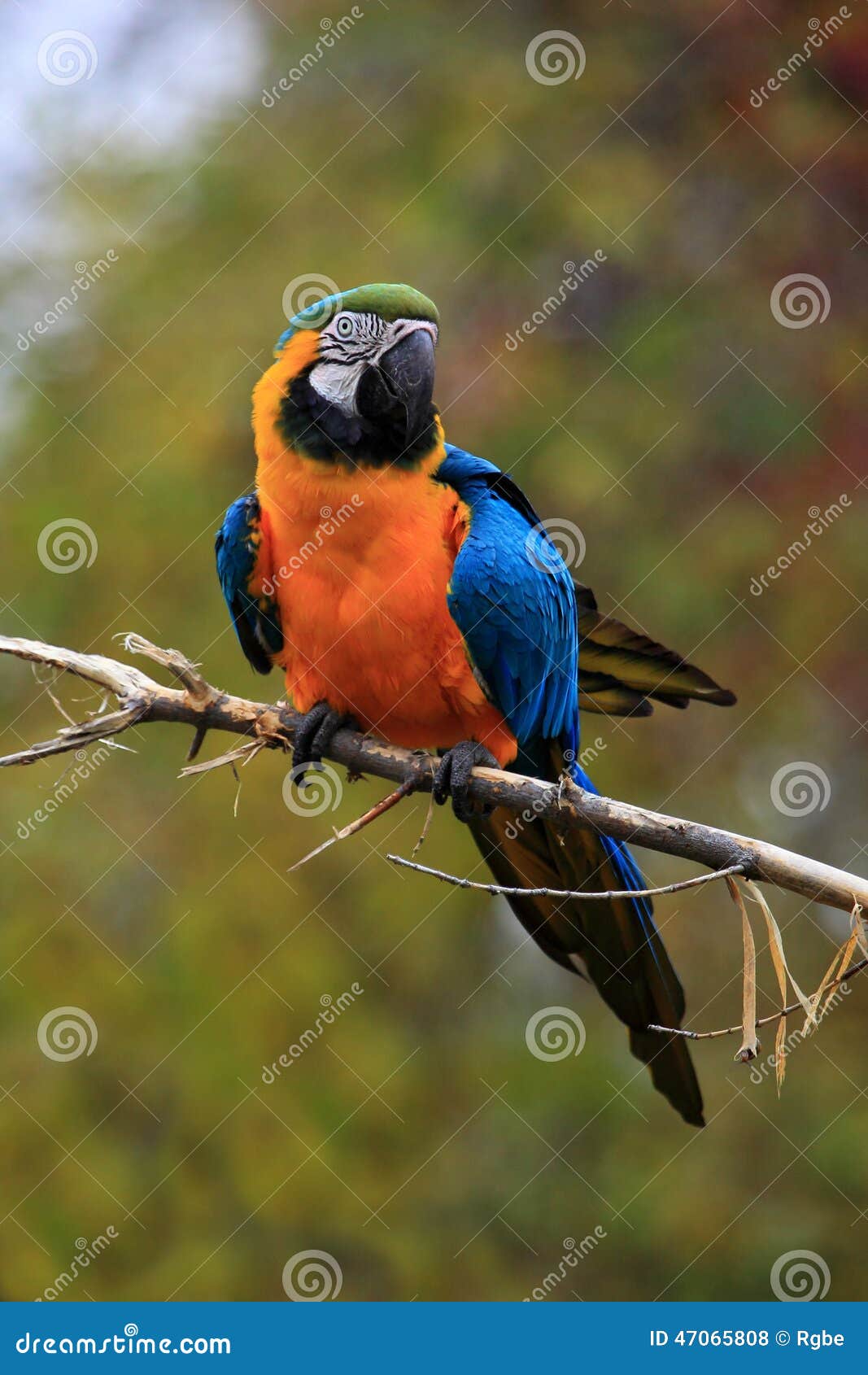 Parrot stock photo. Image of animal, close, nature, wildlife - 47065808