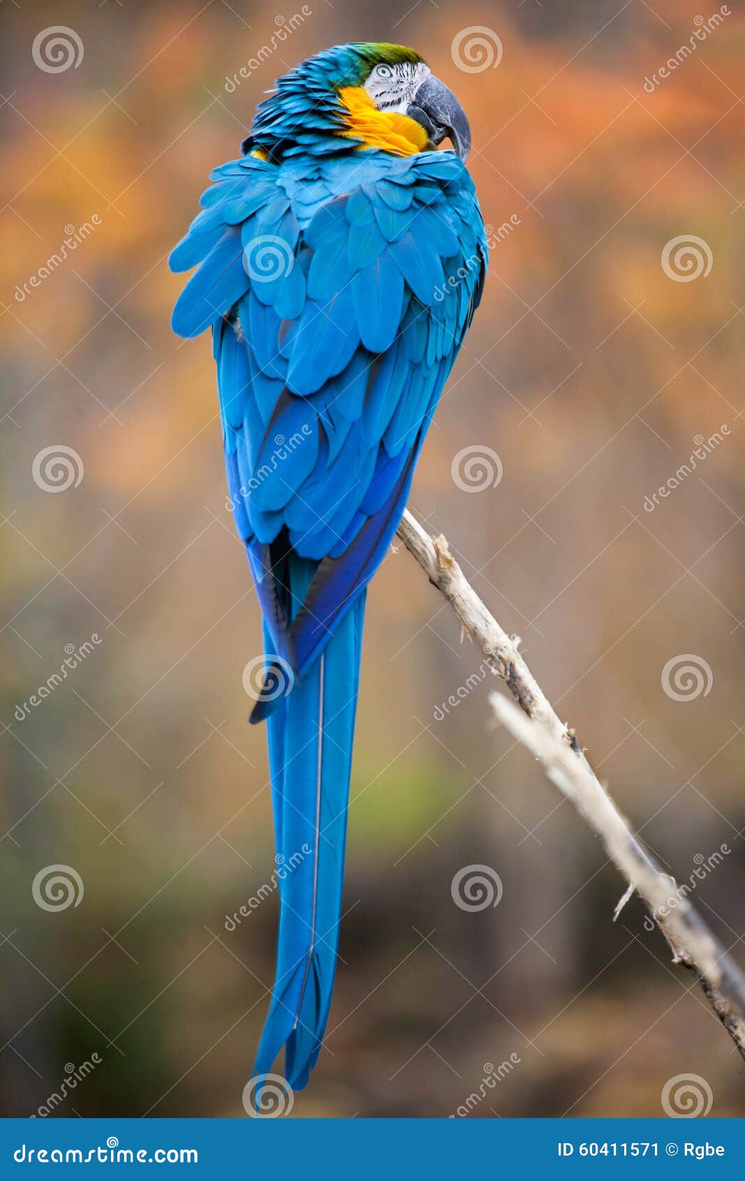 Parrot stock image. Image of orange, blue, portrait, bird - 60411571