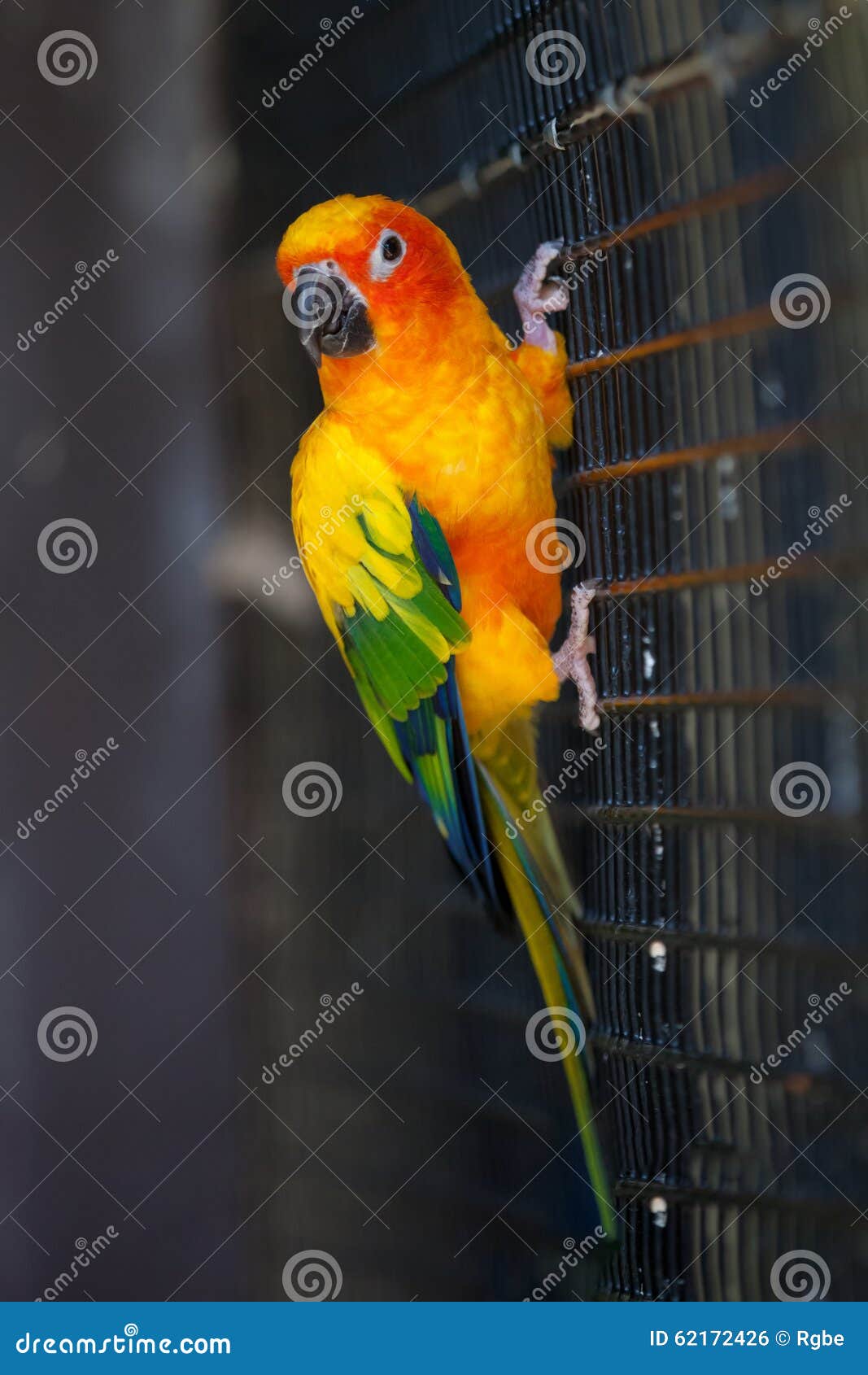 Parrot stock photo. Image of profile, bird, parrot, close - 62172426