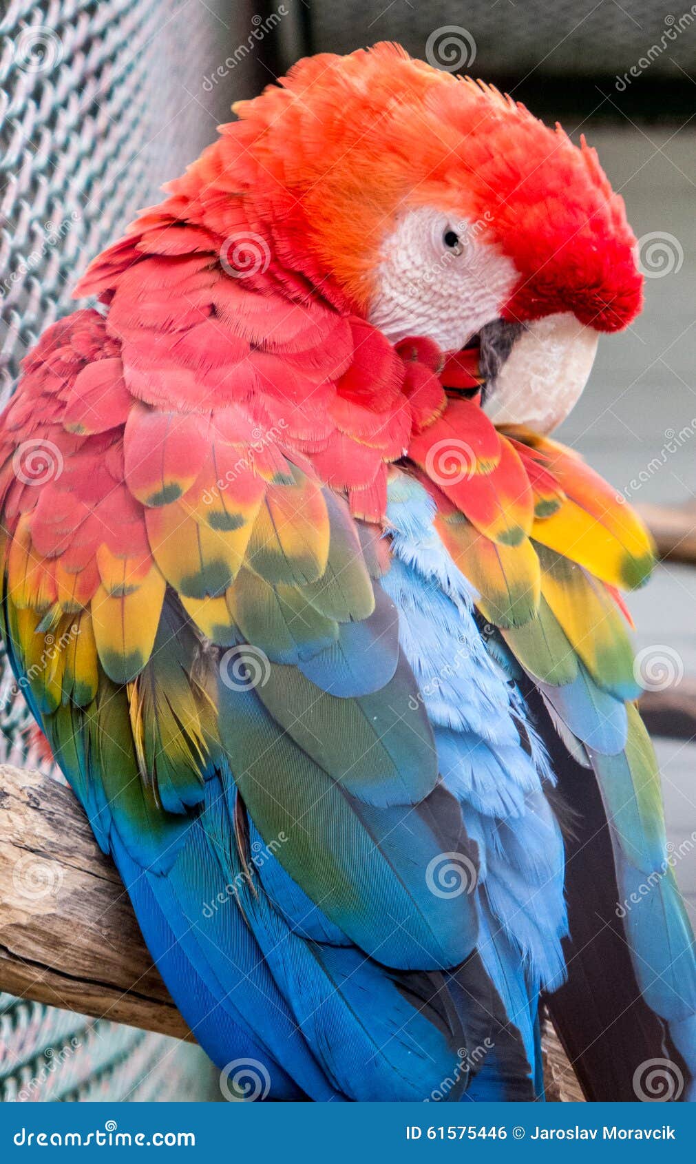 Parrot stock photo. Image of parrot, macro, cage, macaw - 61575446