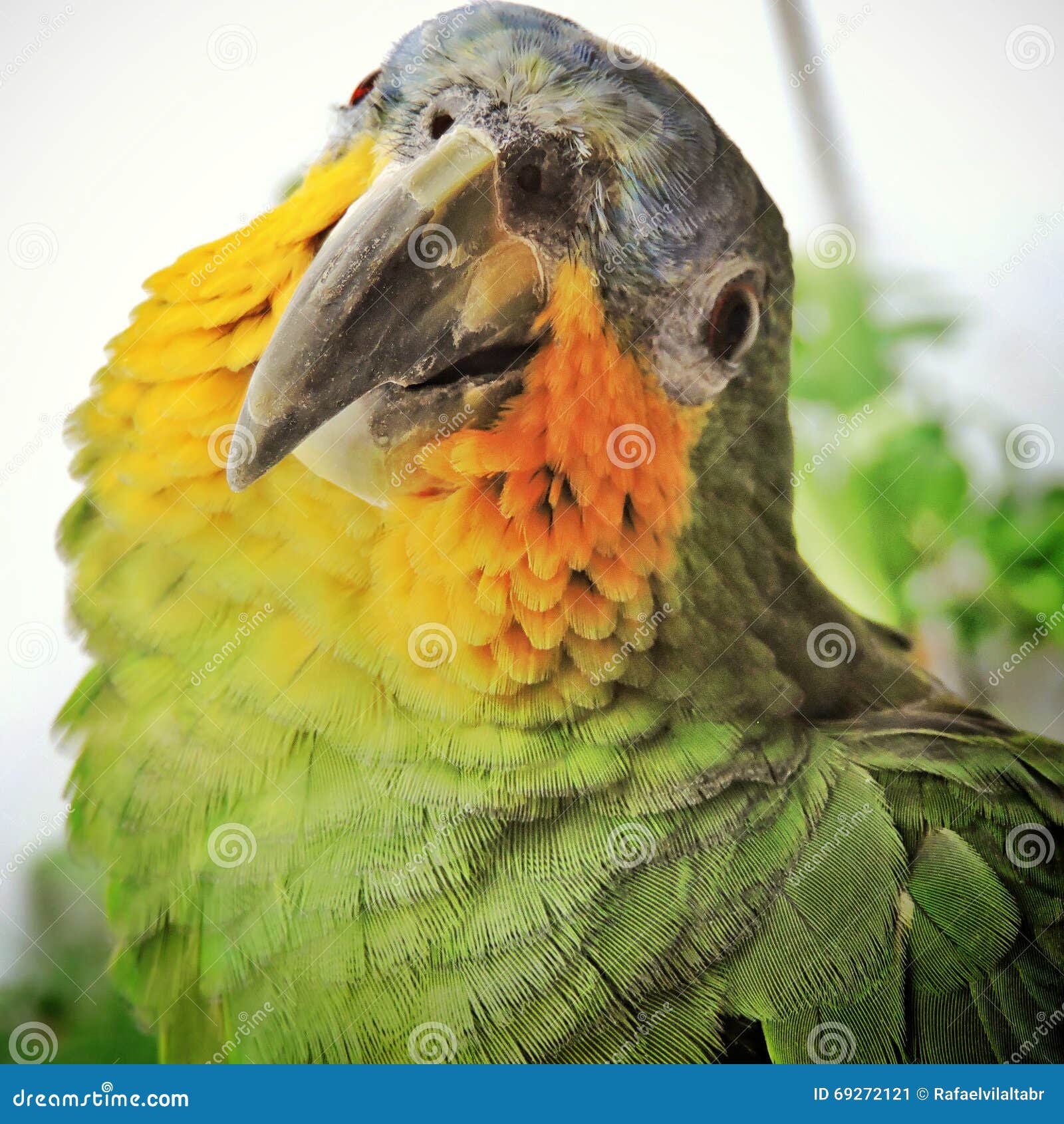 Parrot stock image. Image of papagaio, brazil, brasil - 69272121