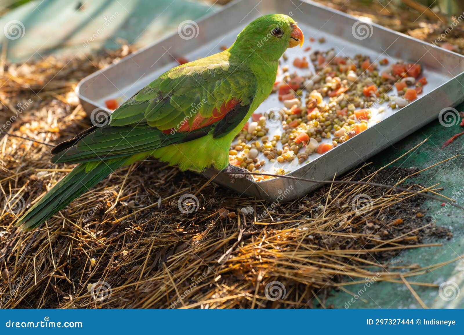 Parrot Closeup Eating Grains Stock Photo - Image of green, wing: 297327444