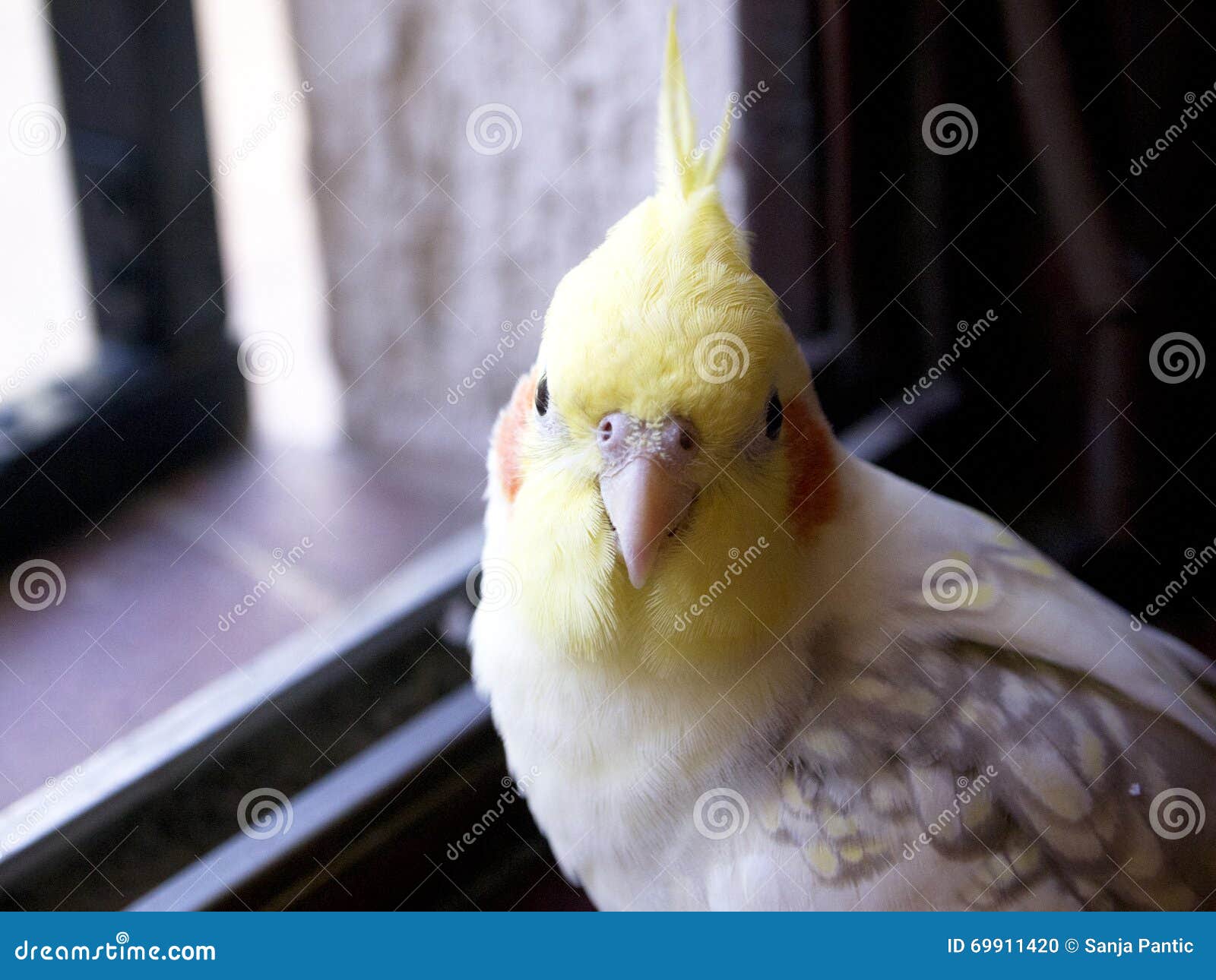 Parrot cockatiel stock photo. Image of beak, redcheek - 69911420