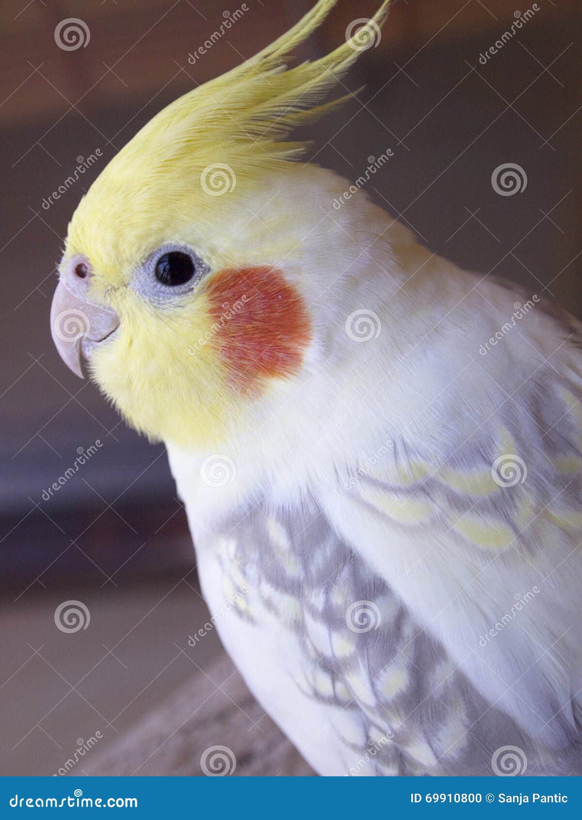 Red Cockatiel