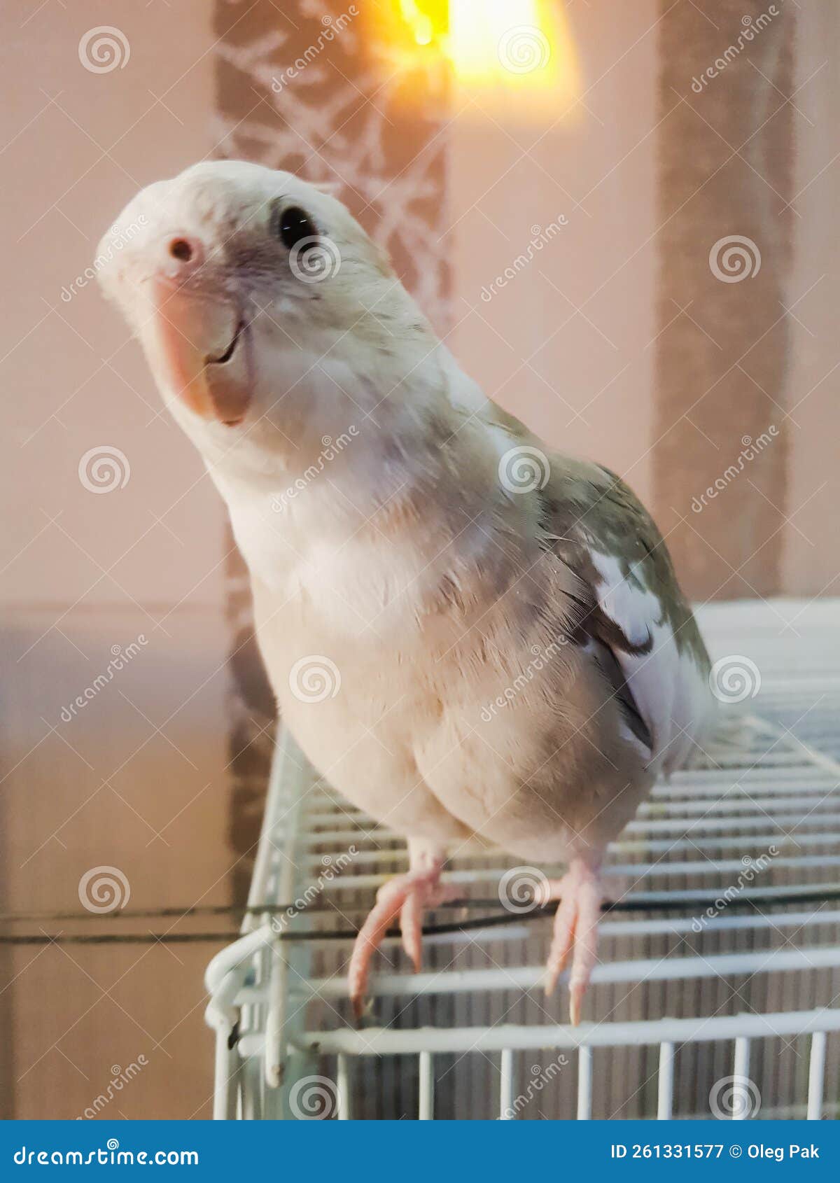 Parrot Cockatiel stock image. Image of staring, parrot - 261331577