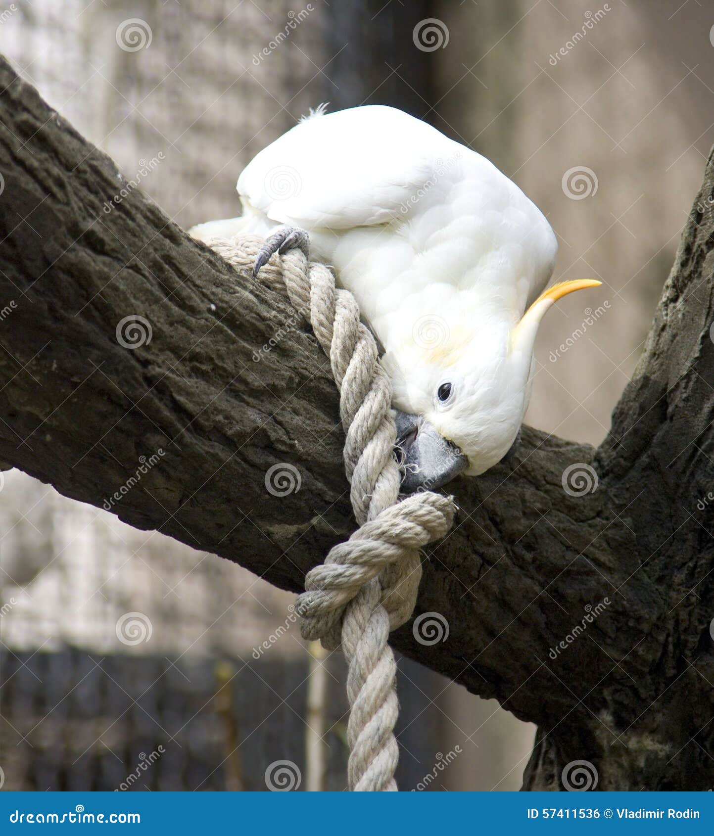 Parrot Cockatoo Bird Pappus Beak Claws Stock Photo - Image of plumage ...