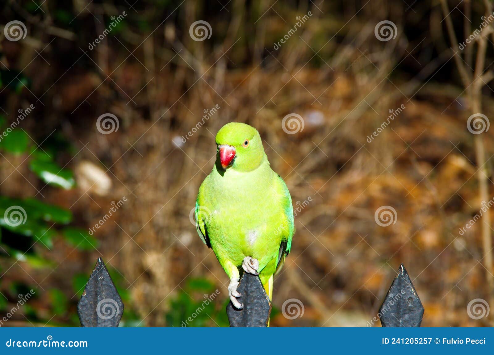 Parrot Collared Parakeet stock image. Image of london - 241205257