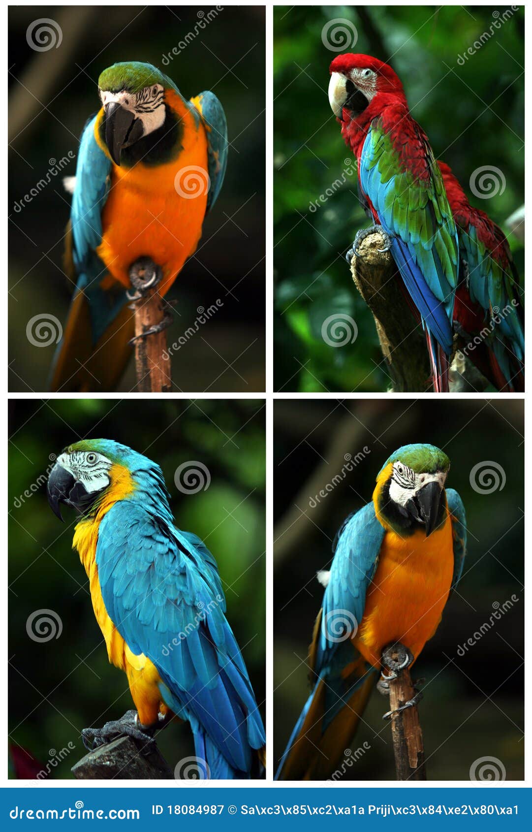Parrot collection stock image. Image of natural, tropical - 18084987