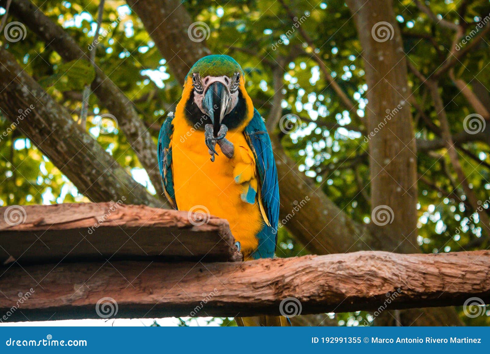 Parrot Colored Parrot Looking at the Camera Stock Image - Image of ...