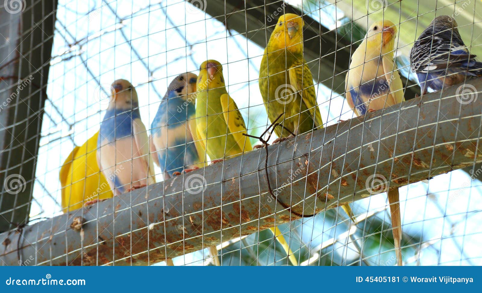 Parrot colorful stock image. Image of cages, farm, cute - 45405181