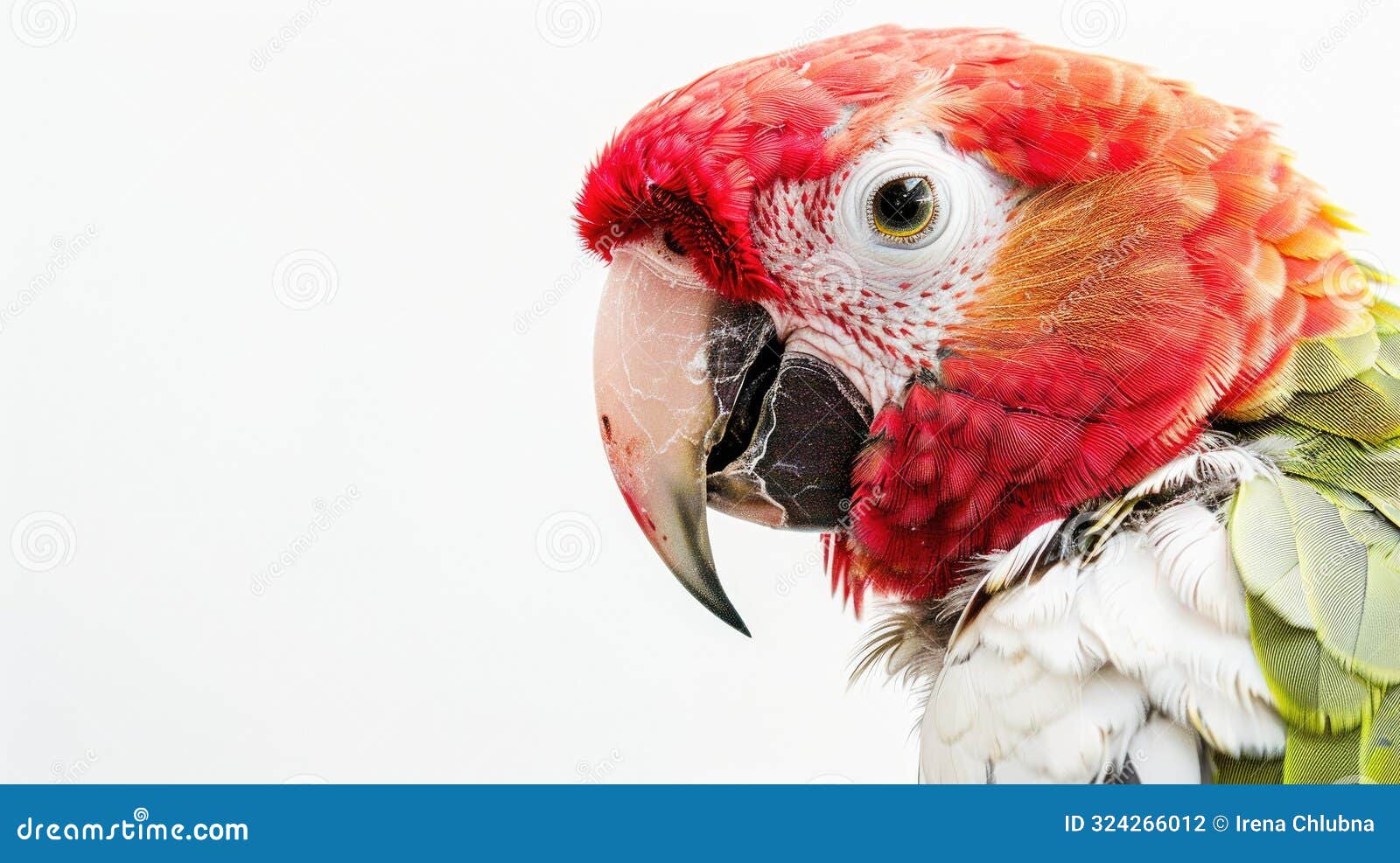 Parrot with Colorful Feathers in Profile View Against White Background ...