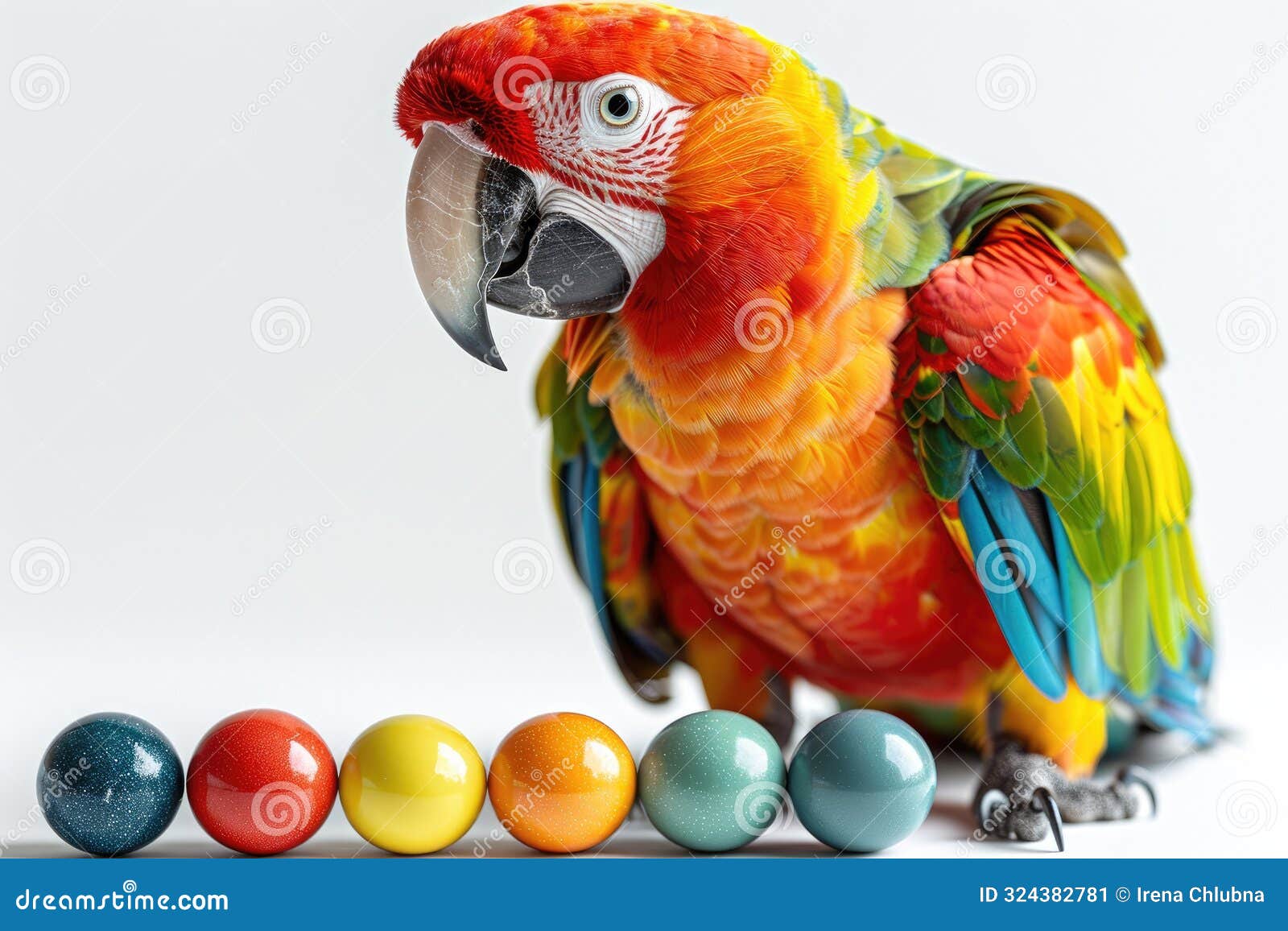 Parrot with Colorful Feathers in Profile View Against White Background ...