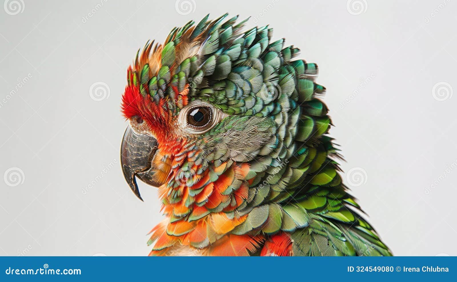 Parrot with Colorful Feathers in Profile View Against White Background ...