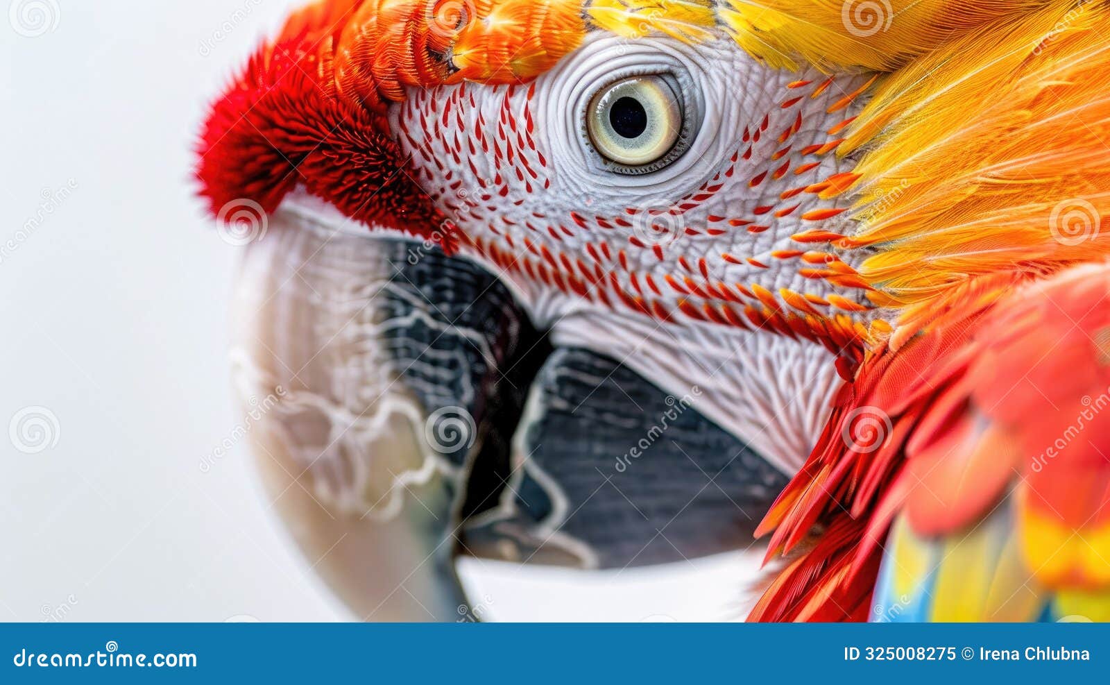 Parrot with Colorful Feathers in Profile View Against White Background ...