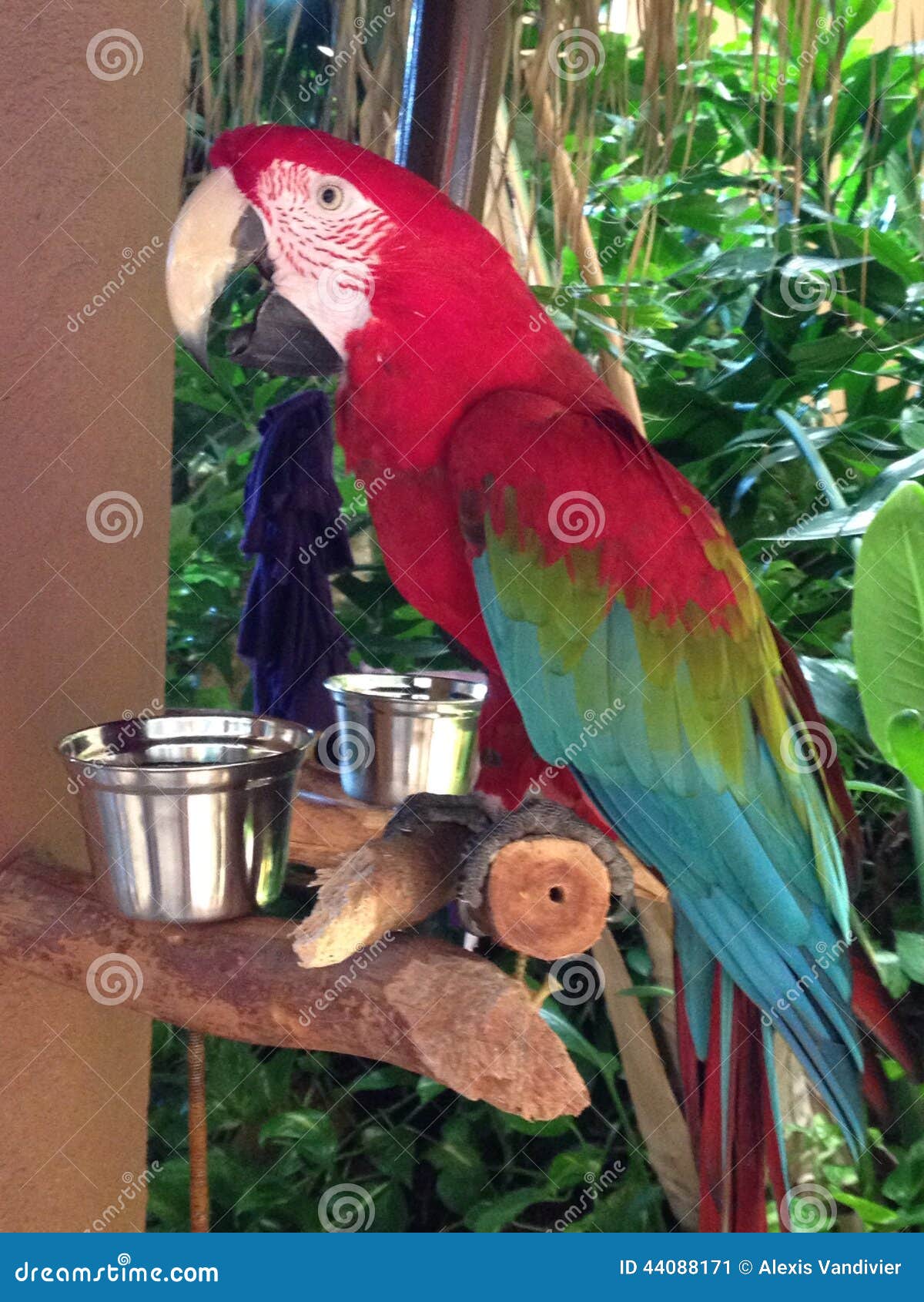 Parrot stock image. Image of colorful, parrot, posing - 44088171