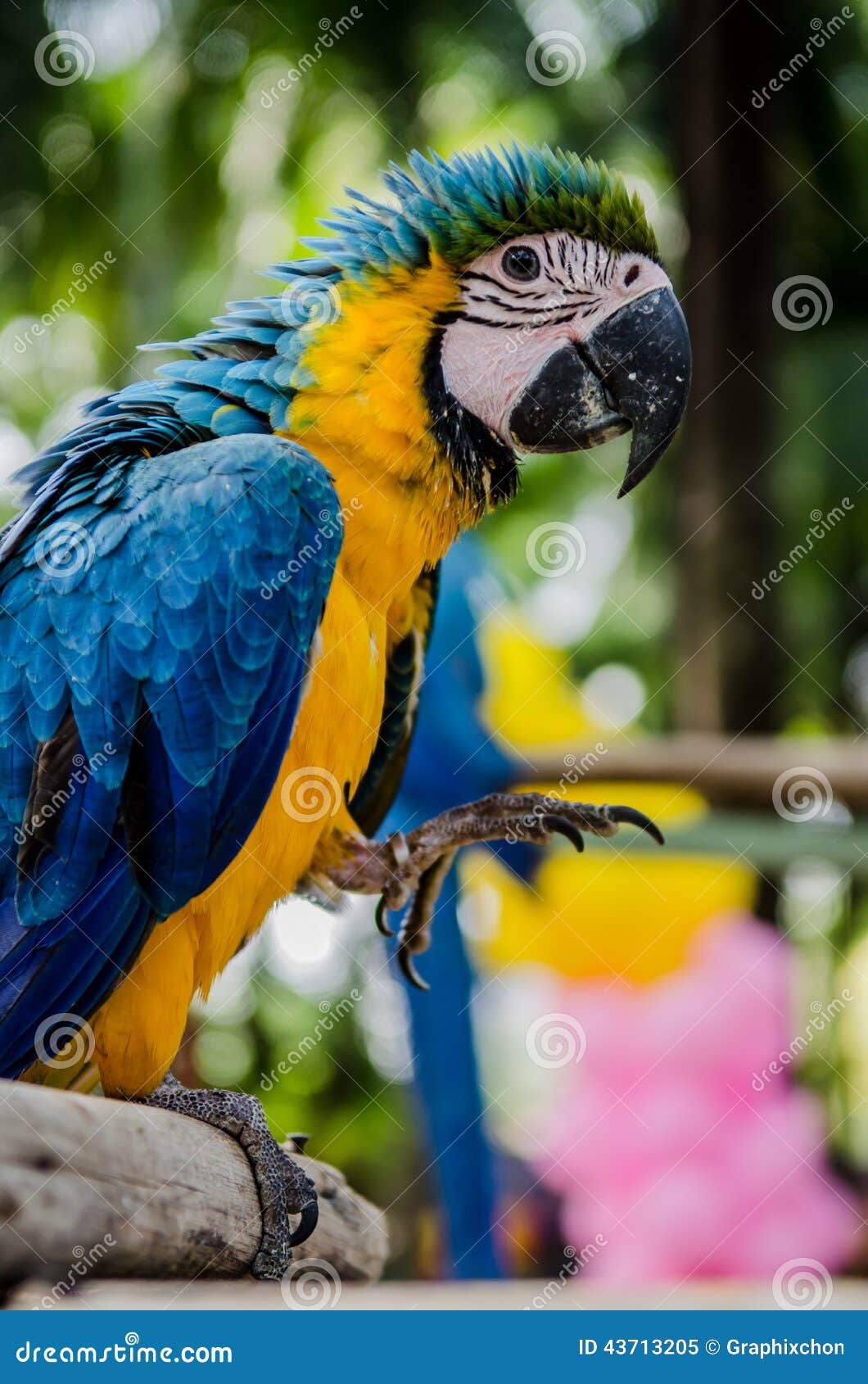 Parrot stock image. Image of parrots, popinjay, cockatoo - 43713205