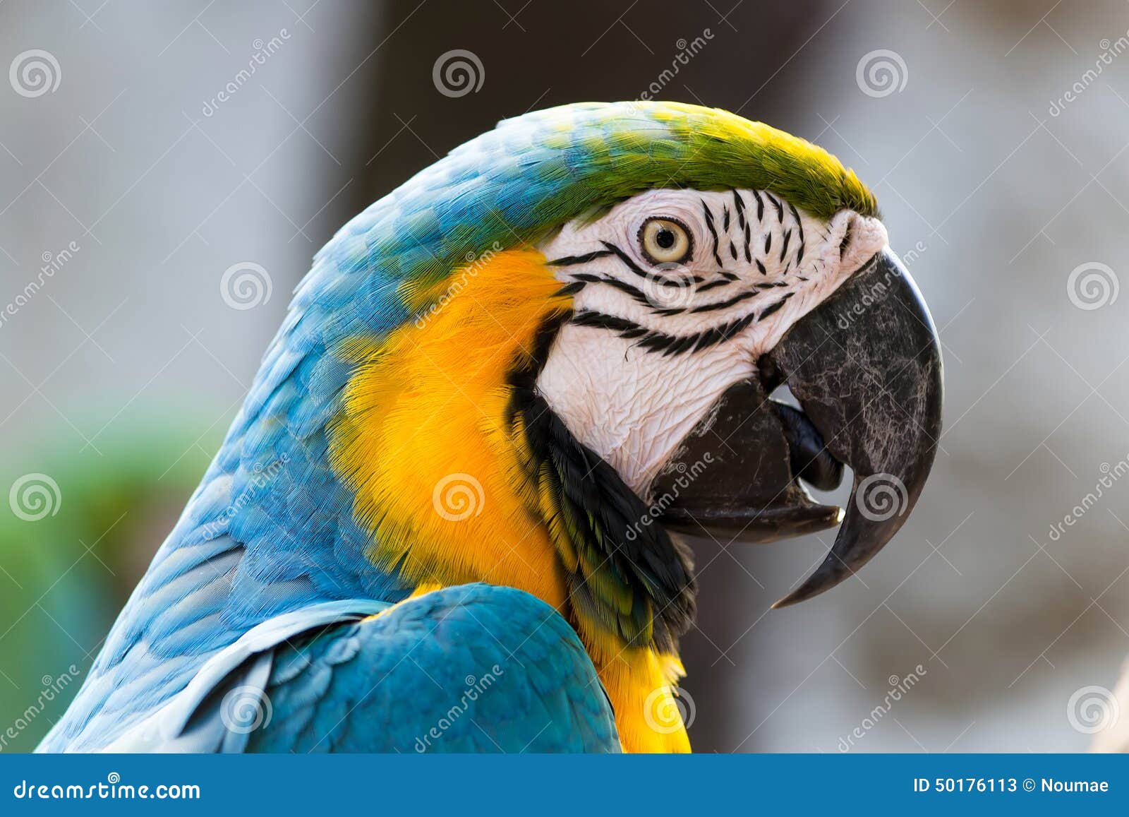 Parrot stock image. Image of studio, grunge, blue, feathered - 50176113
