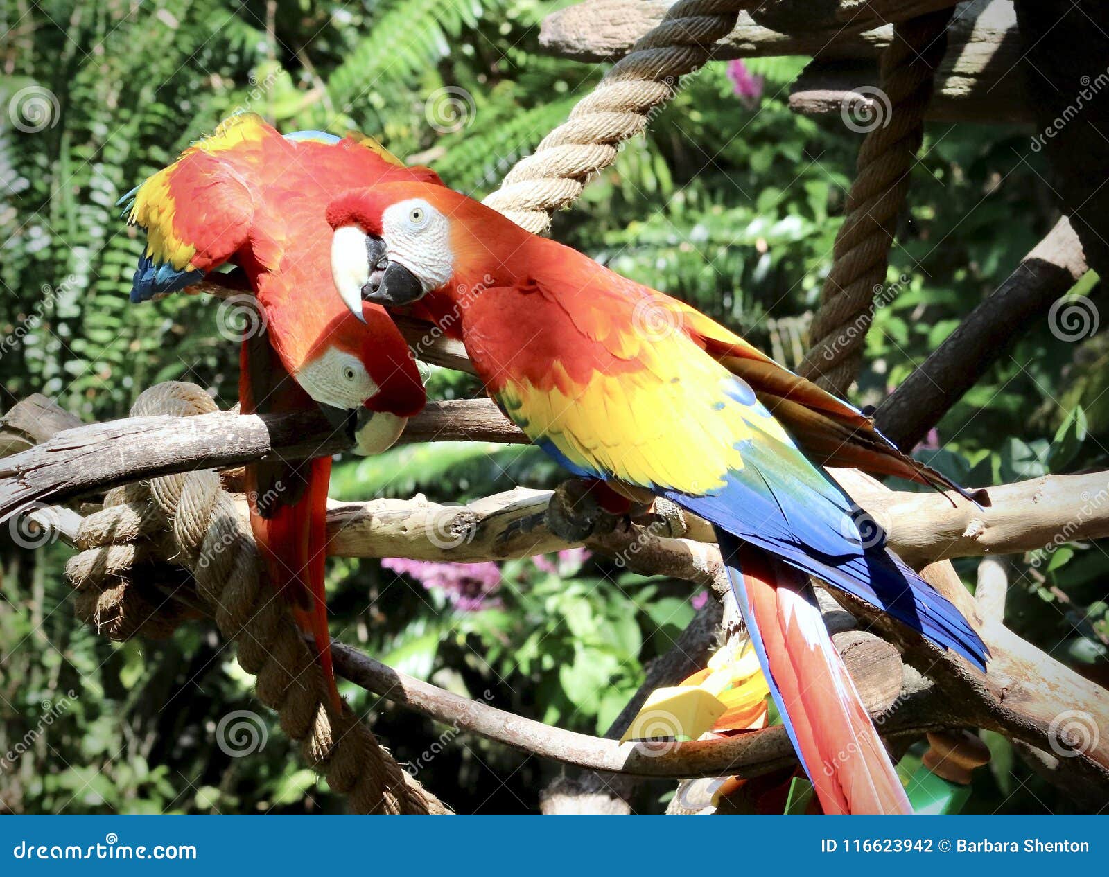 Parrot communication stock photo. Image of communication - 116623942