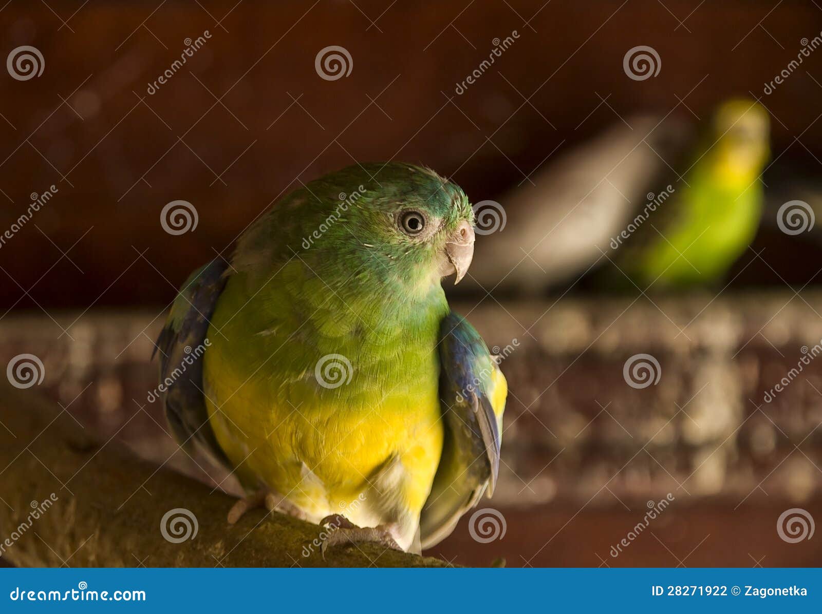 Parrot Confused stock photo. Image of cage, yellowgreen - 28271922