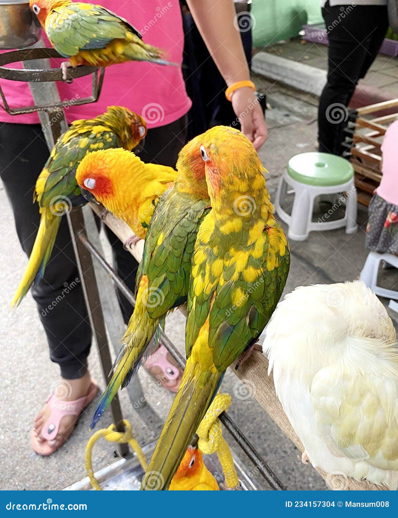 Parrot in country farm stock photo. Image of colourful - 234157304