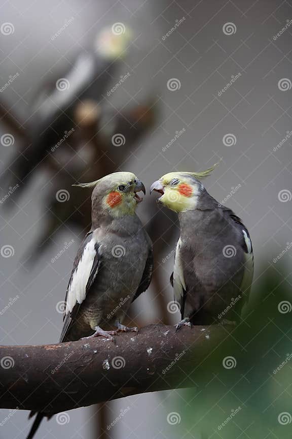Parrot Couple stock photo. Image of nymphicus, animals - 13913592