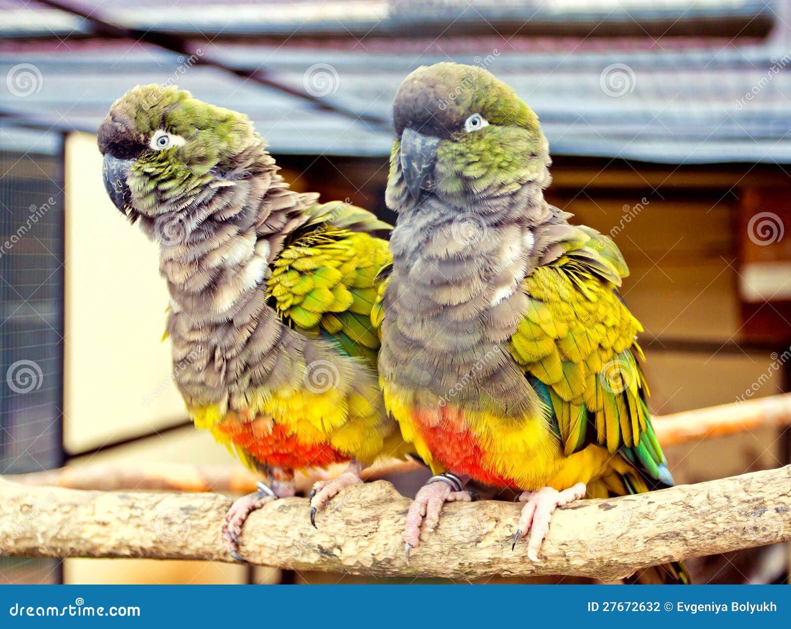 Parrot couple stock photo. Image of coop, bright, prison - 27672632
