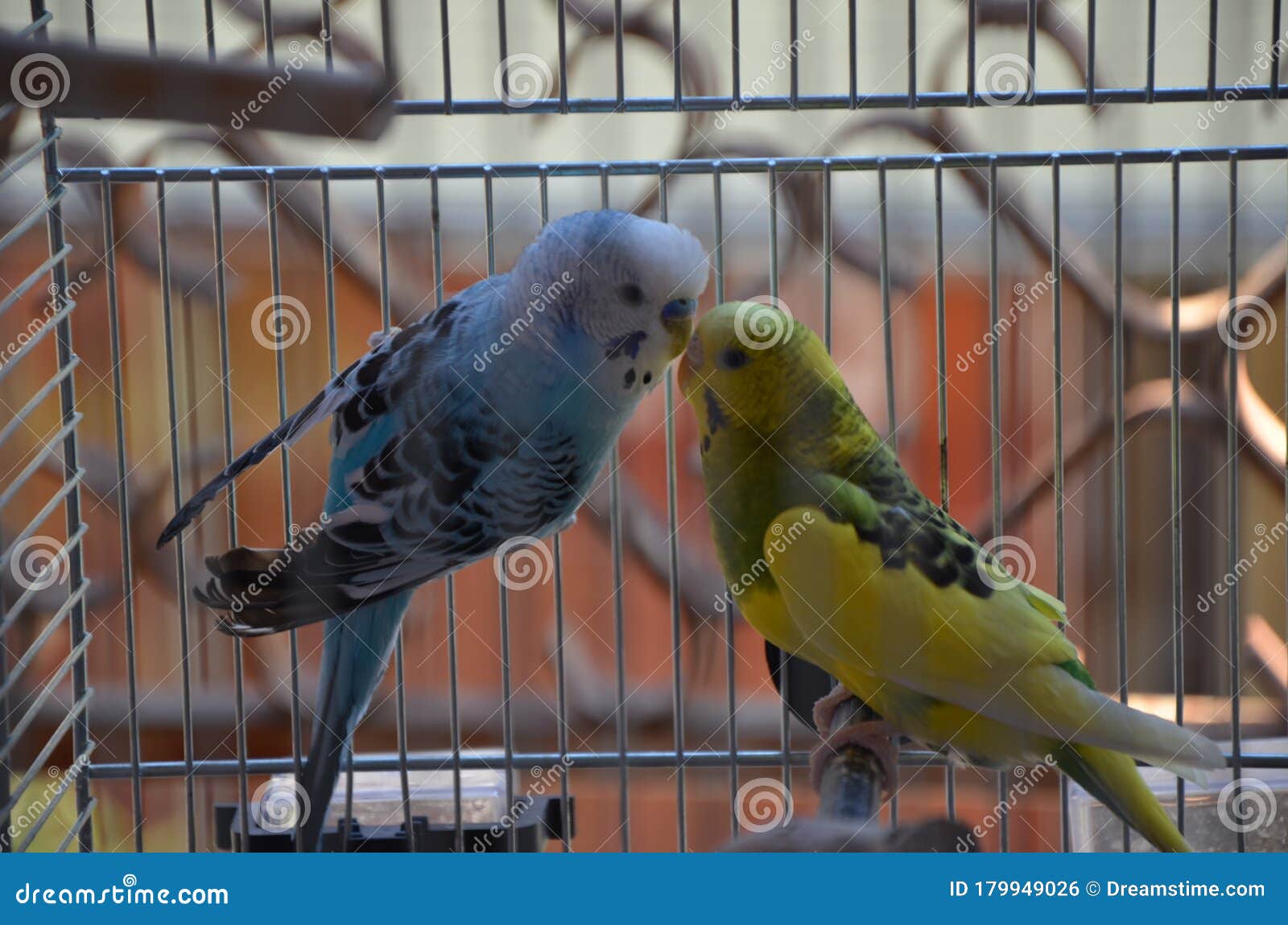 A parrot couple stock photo. Image of parrot, bird, spring - 179949026