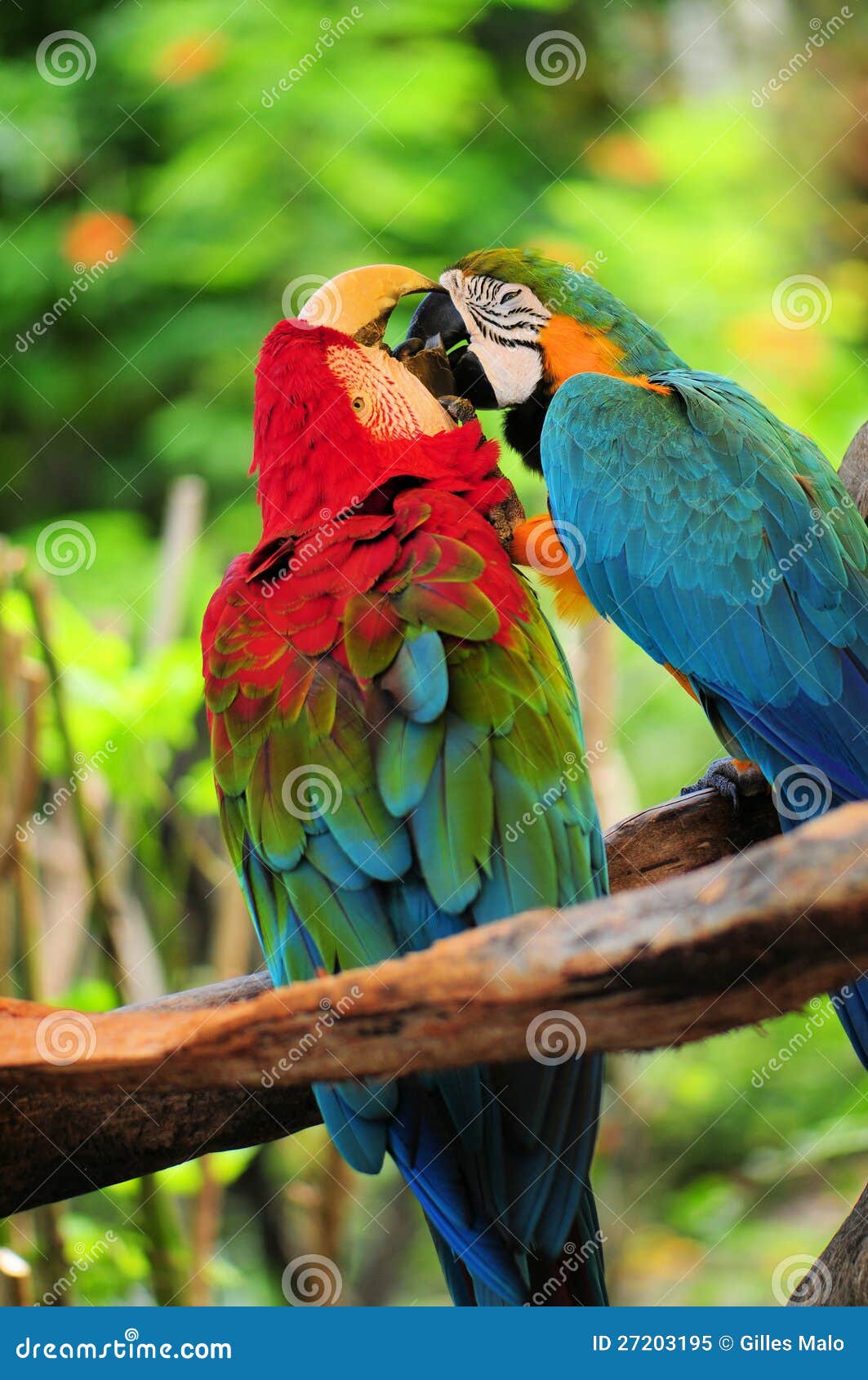 Parrot Couple (psittacines) Stock Image - Image of creatures, parks ...