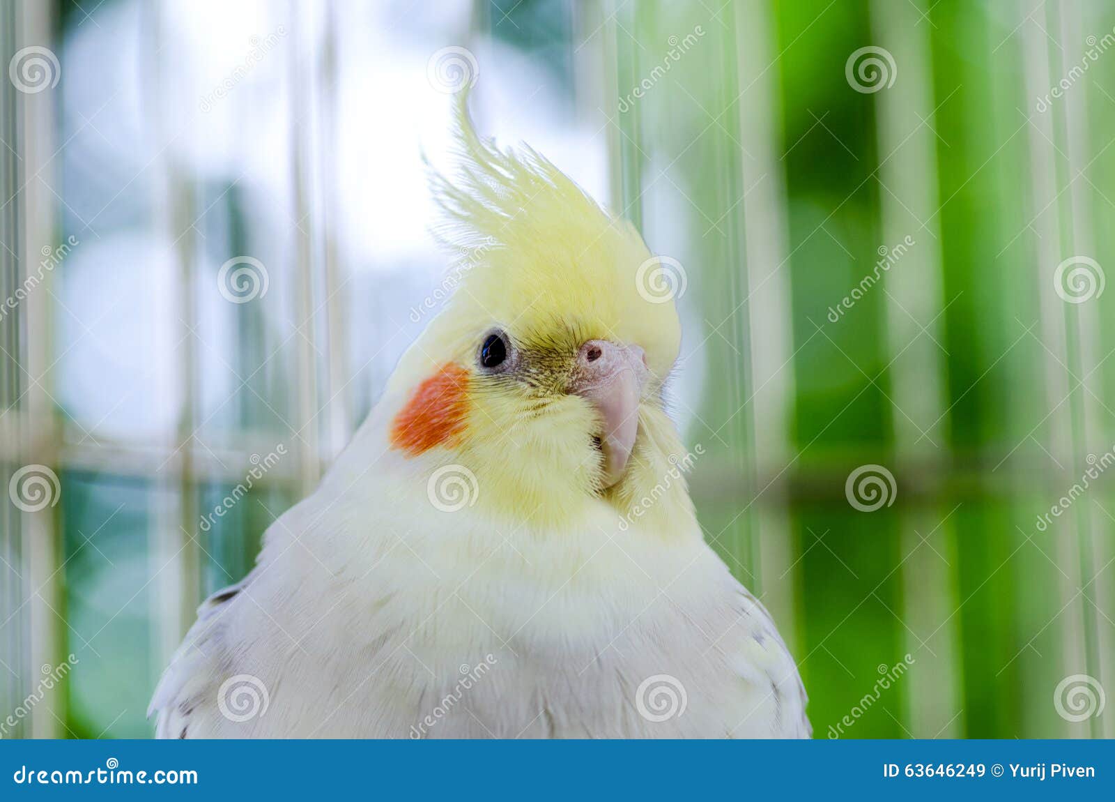 Parrot stock image. Image of beautyfull, perched, sulphur - 63646249
