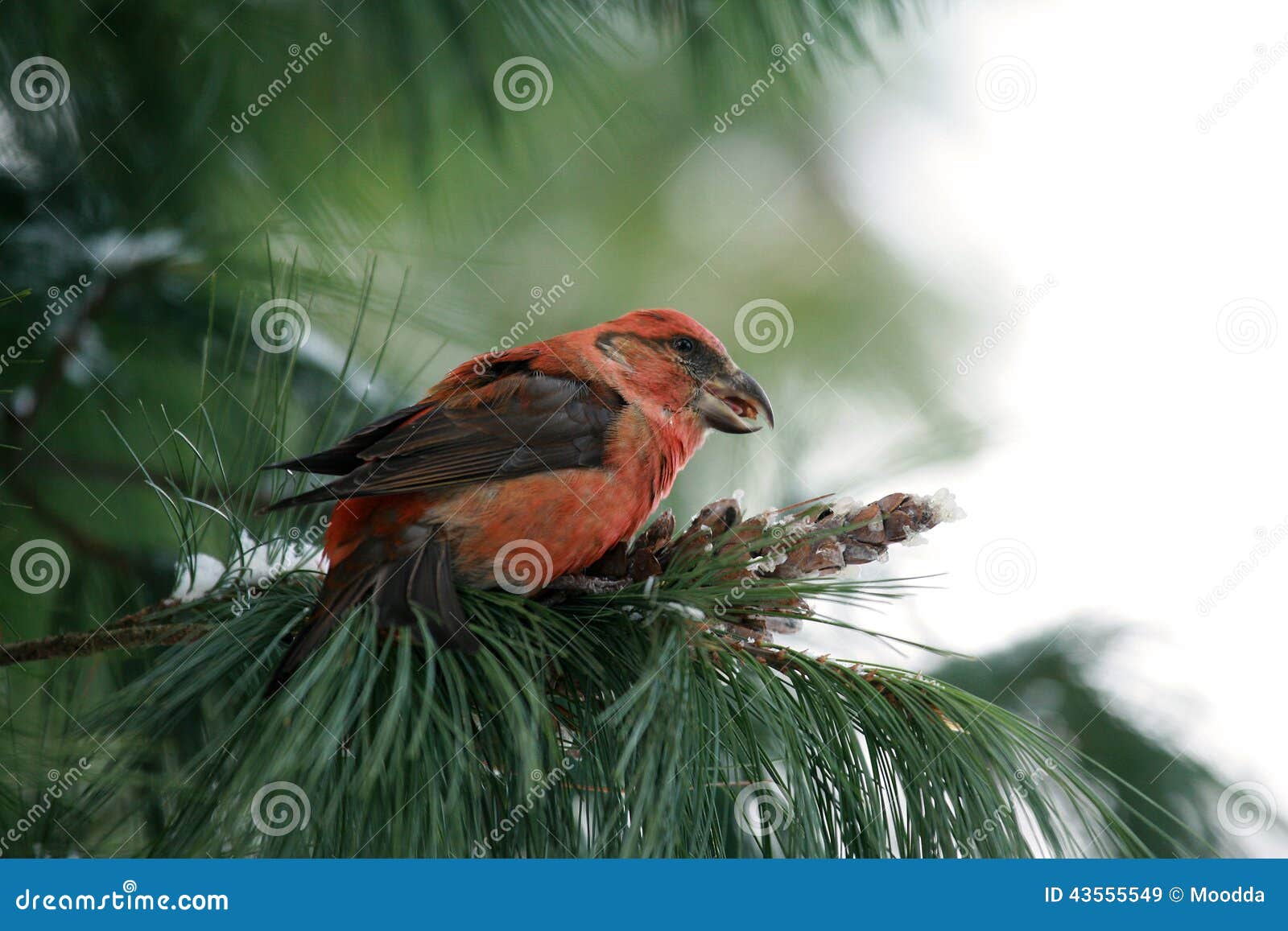 Parrot Crossbill stock image. Image of winter, eating - 43555549