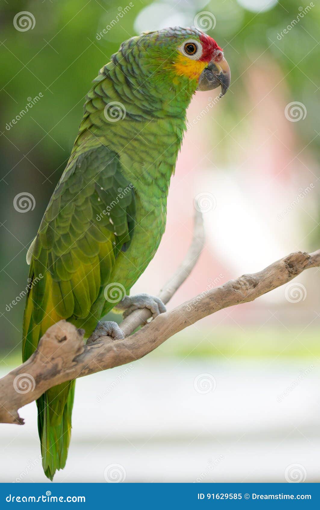 Parrot Cucha in a tree stock image. Image of green, macaw - 91629585
