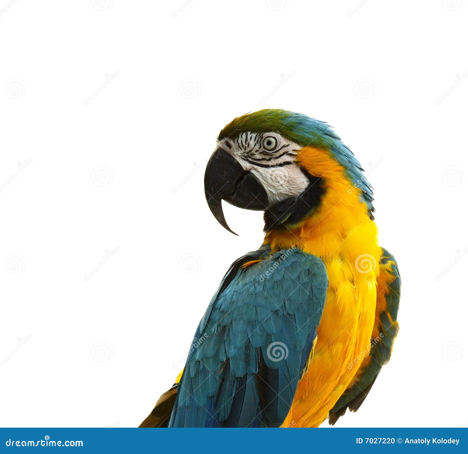 Parrot - Curious Looking Yellow Blue Macaw Stock Photo - Image of life ...