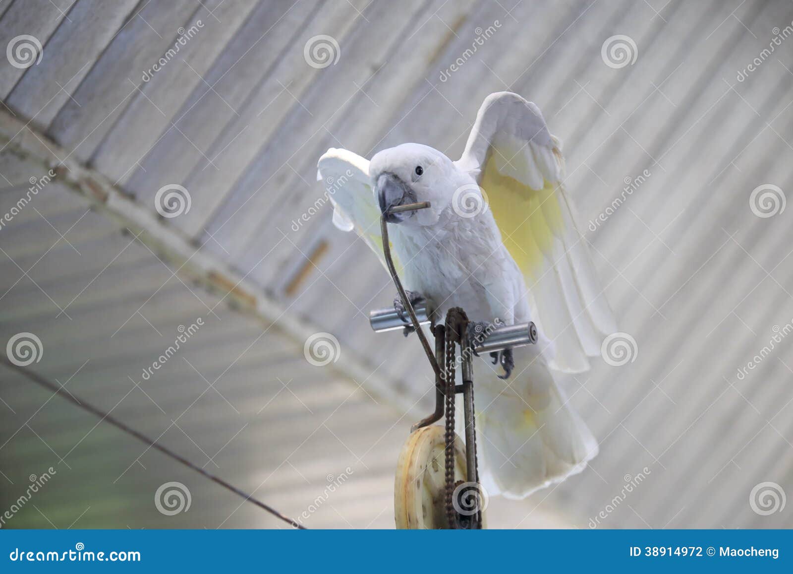Parrot cycling tightrope stock photo. Image of park, briliant - 38914972