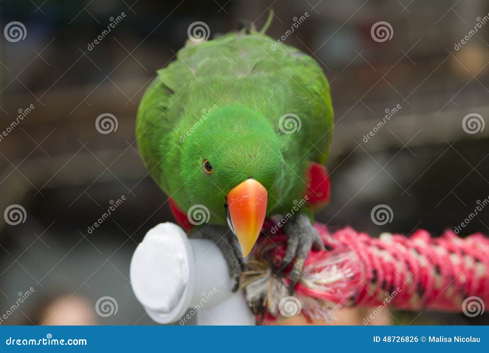 Parrot on Display stock photo. Image of tropical, green - 48726826