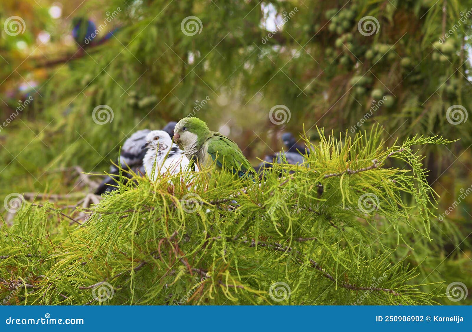 The Parrot and Doves on a Tree Branch Stock Photo - Image of pigeon ...
