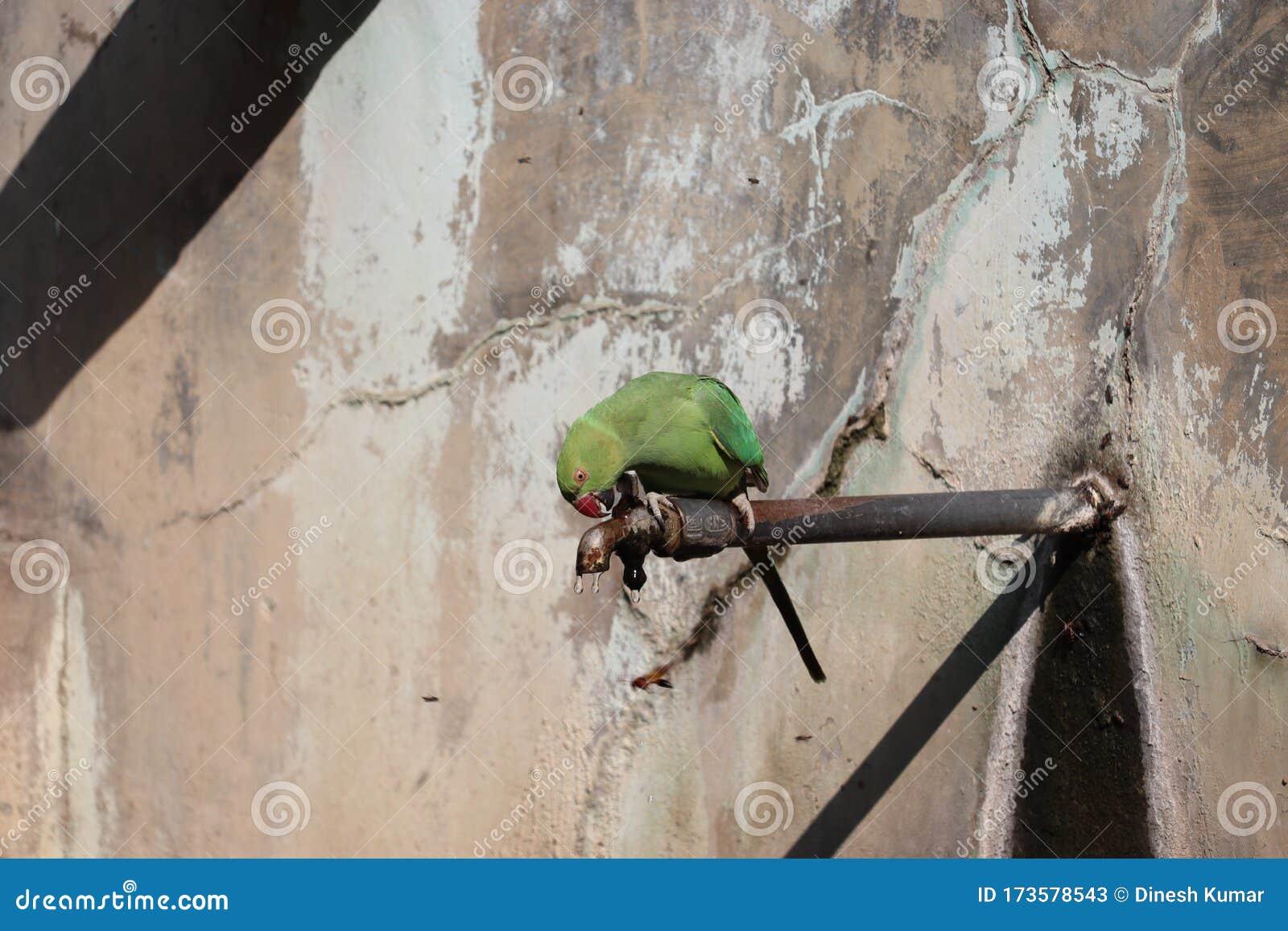 Parrot Drinking Water in Summer Stock Image - Image of forest ...
