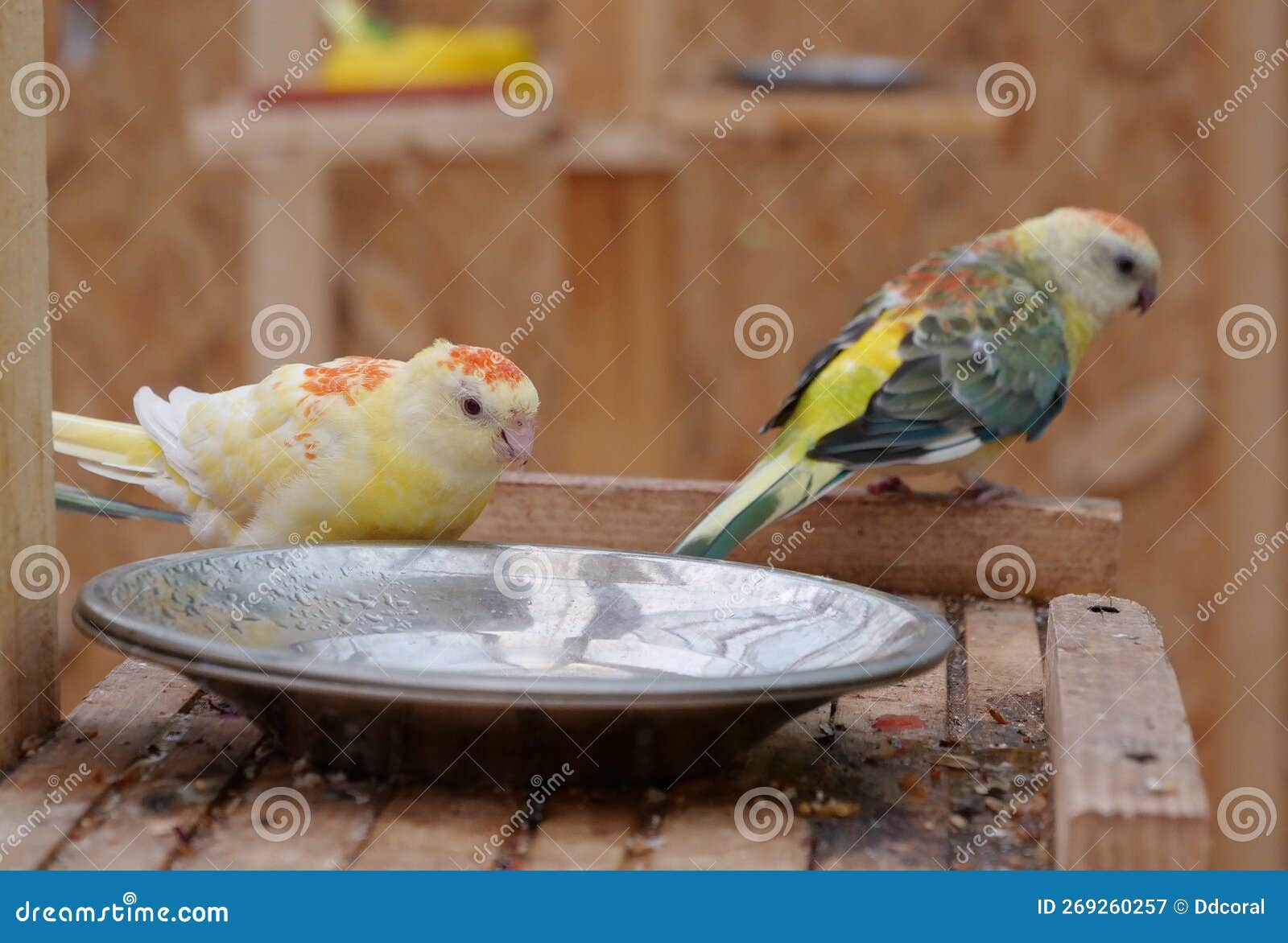 Parrot Drinks Water from a Metal Bowl Stock Image - Image of nature ...