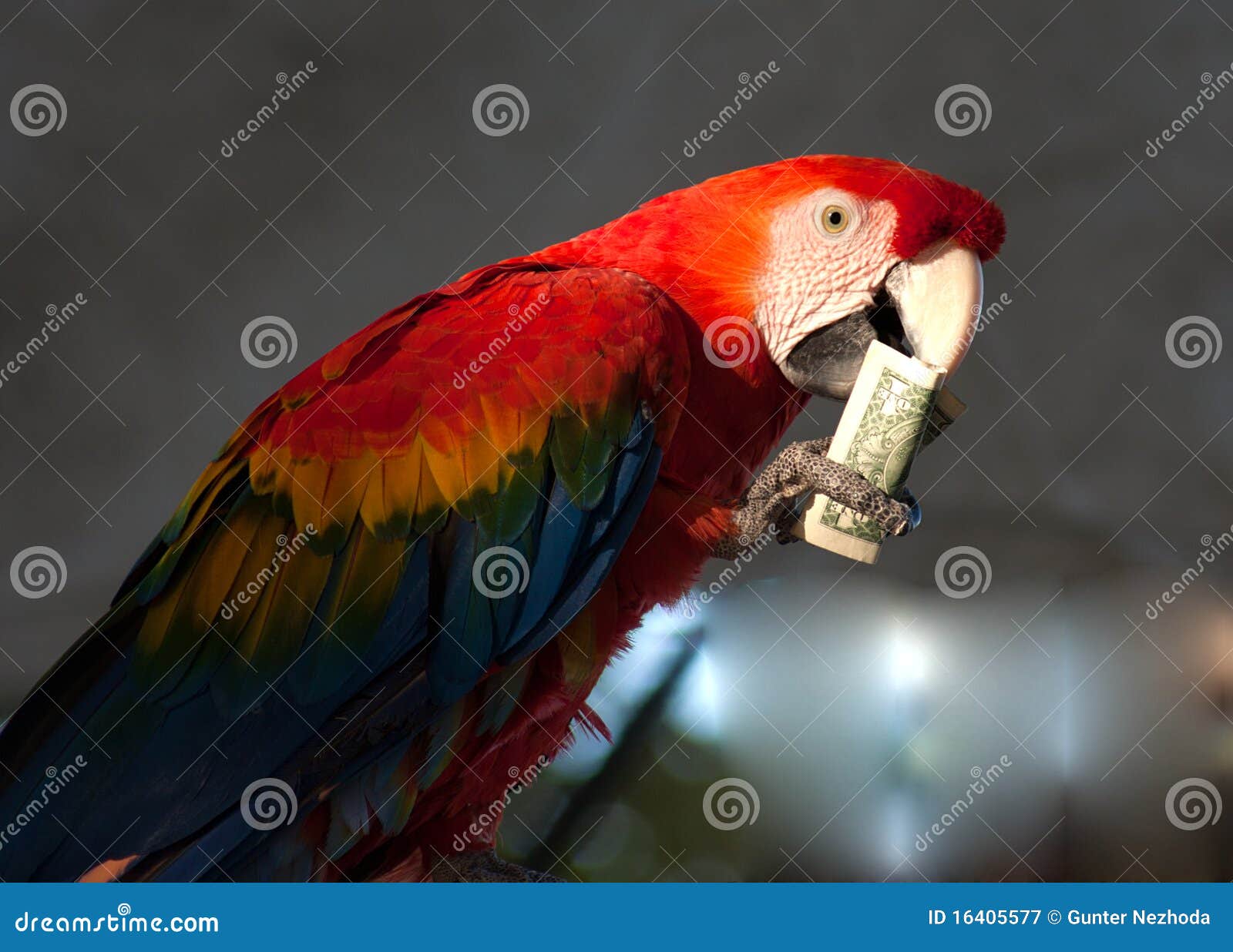 Parrot Eating 1 Dollar Bank Note Stock Image - Image of cute, dollar ...