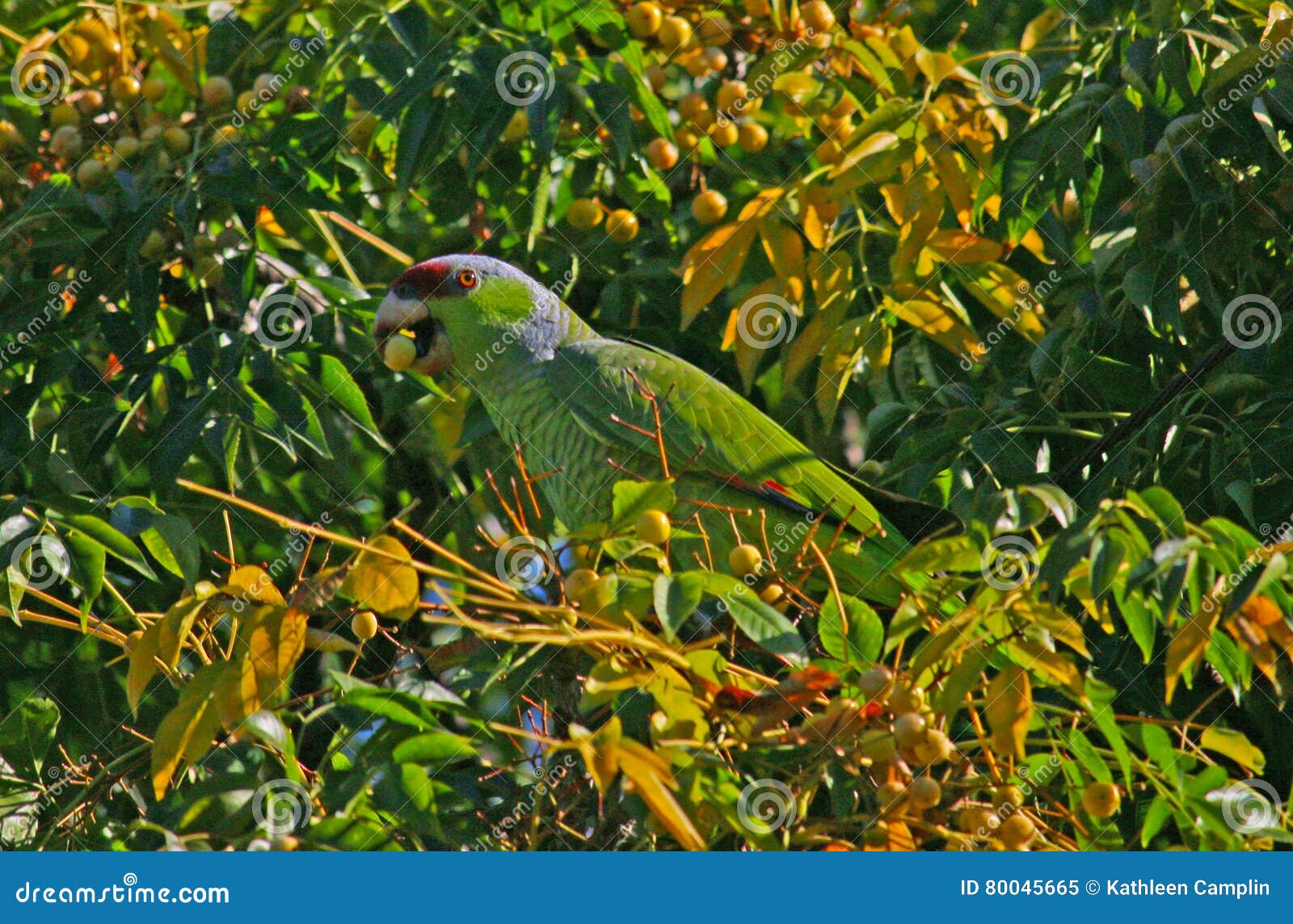 Parrot Eating Bean Pods stock image. Image of bird, tree - 80045665