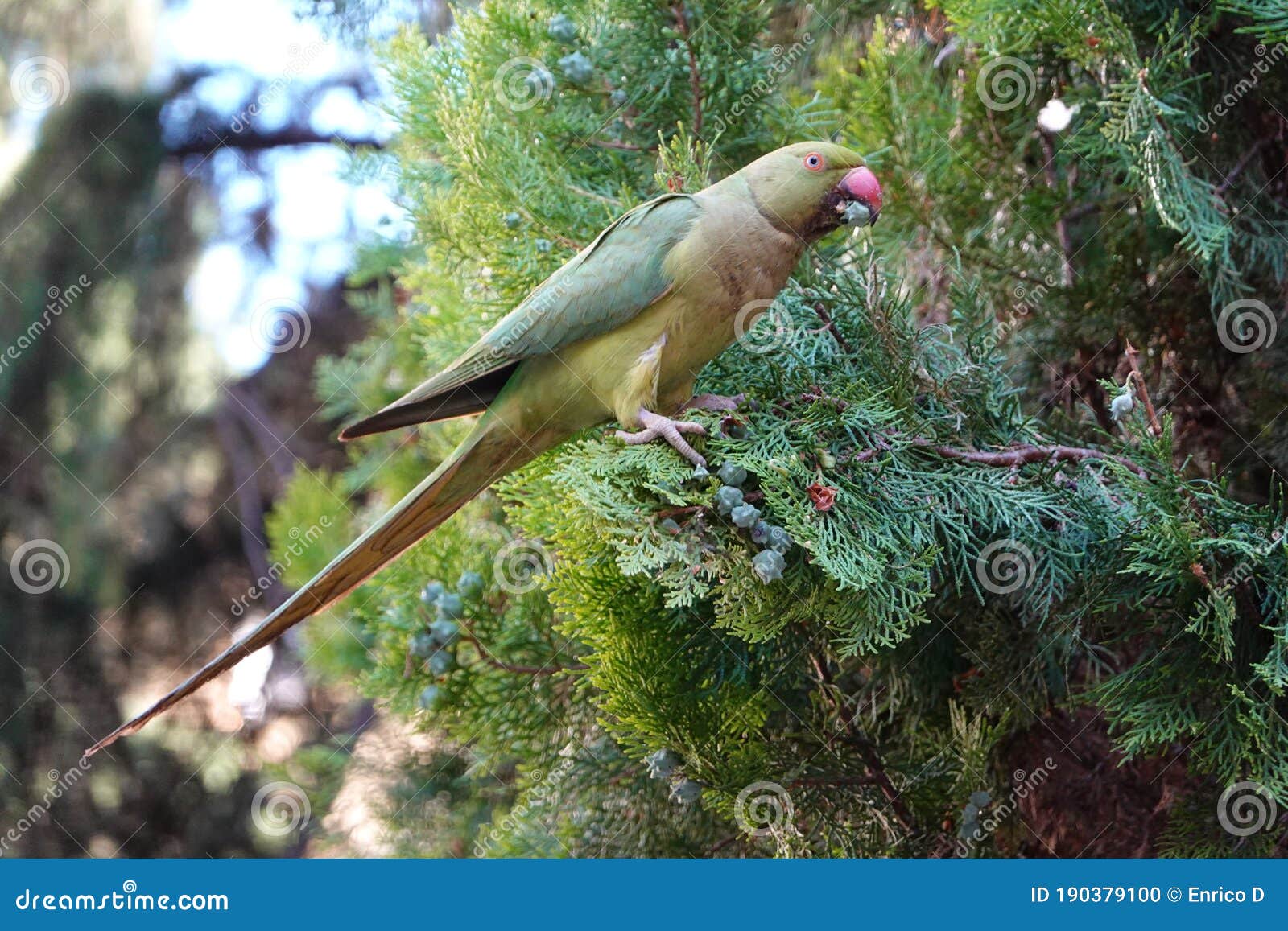 Parrot Eating Berries from a Pine Tree Stock Photo - Image of italy ...
