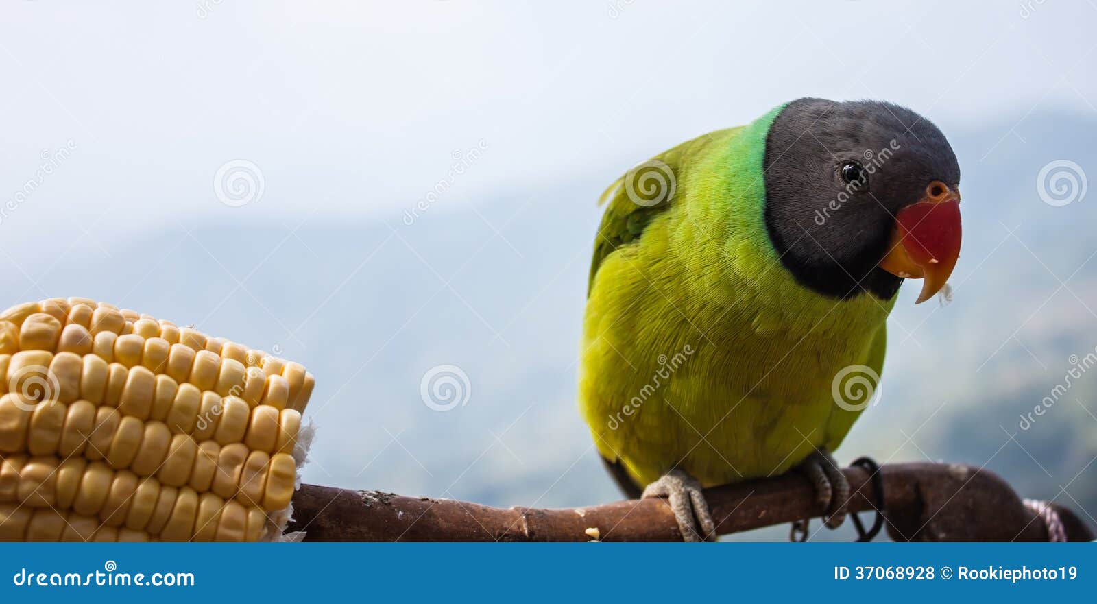Parrot stock photo. Image of greenwinged, tropical, nature - 37068928