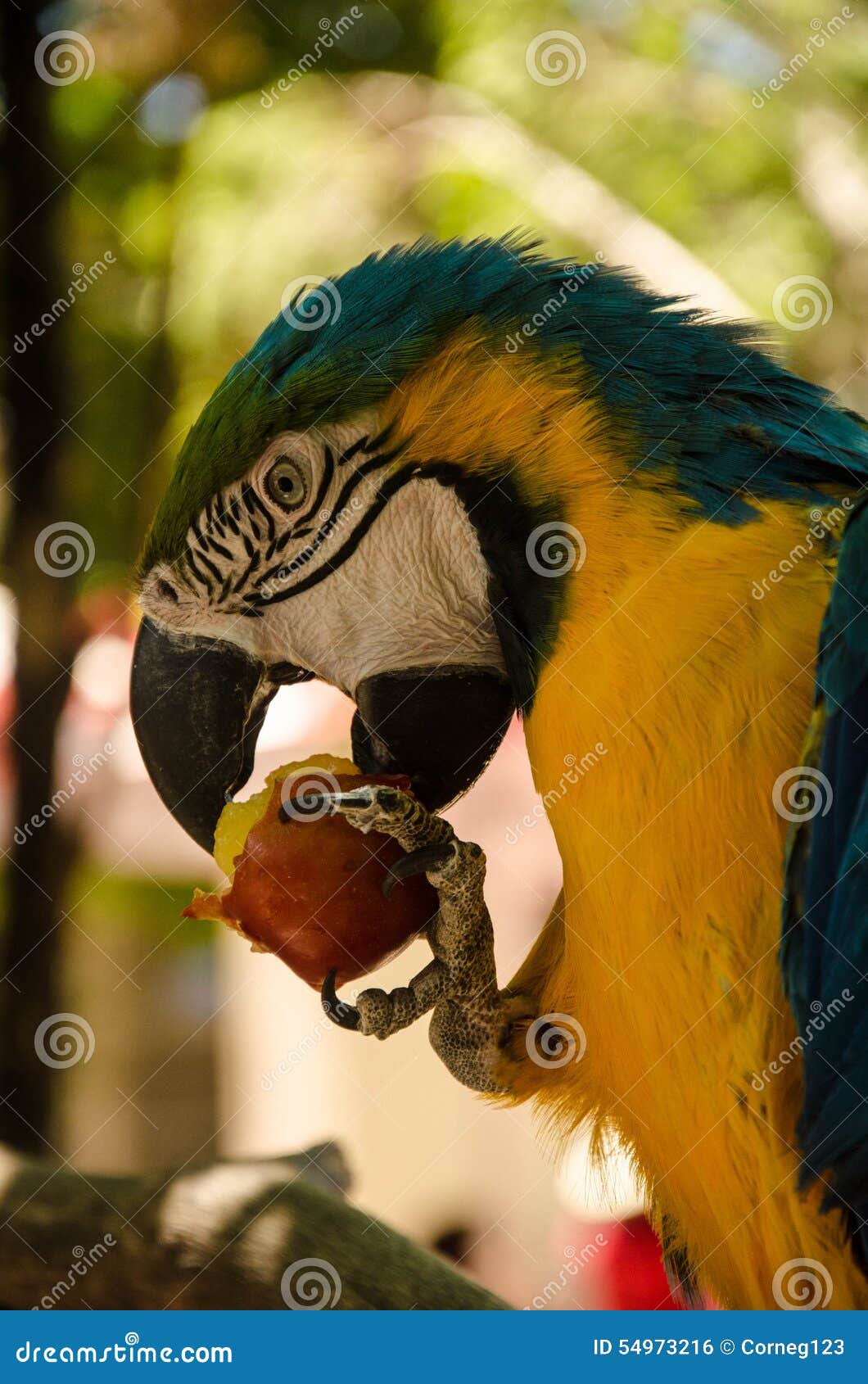 Parrot eating fruit stock photo. Image of bird, colorful - 54973216