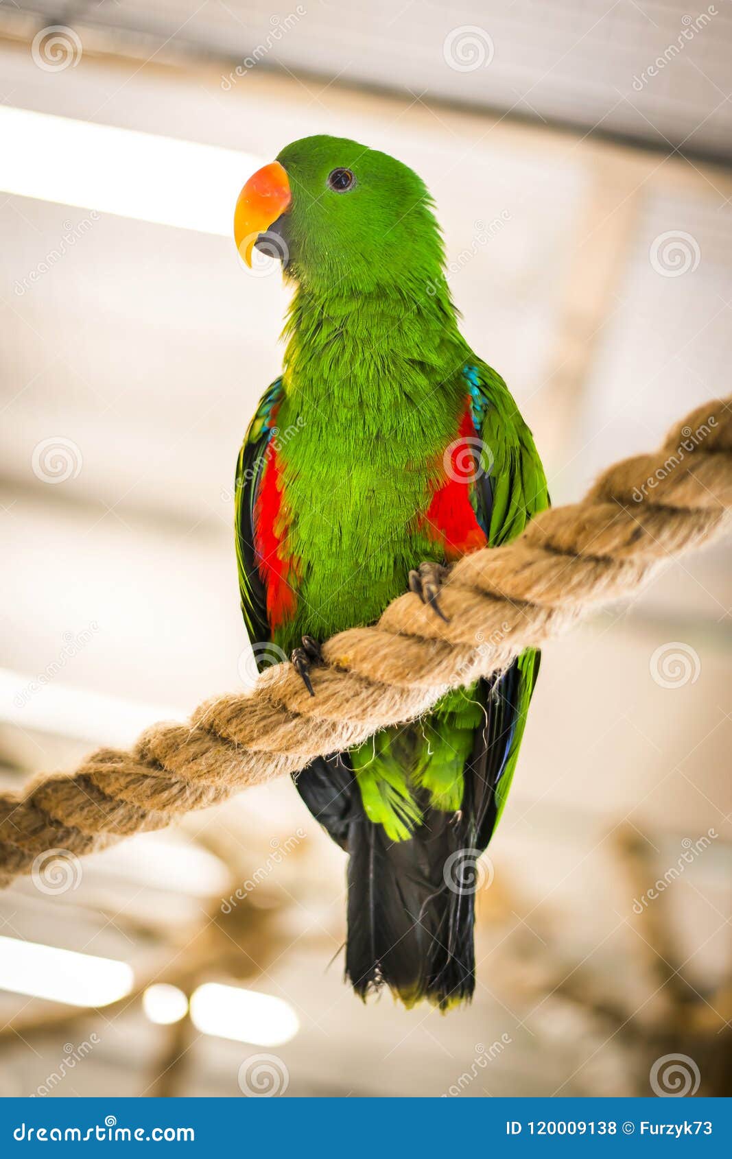 A parrot at zoo stock photo. Image of beautiful, color - 120009138