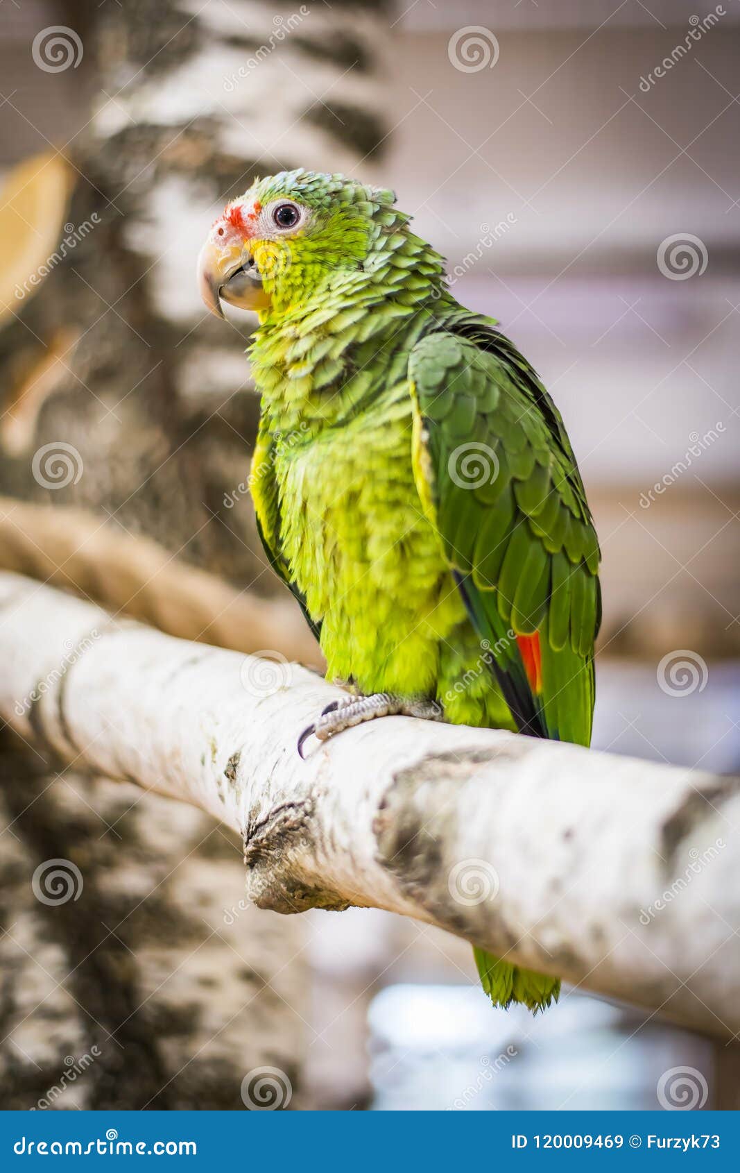 A parrot at zoo stock image. Image of bird, tropical - 120009469